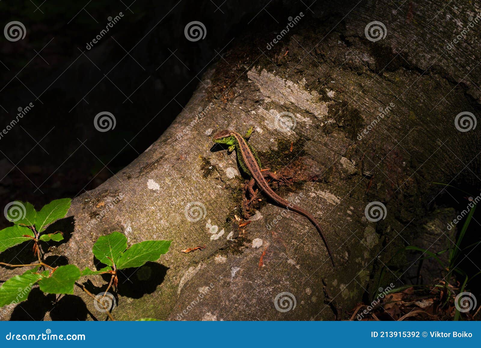 Forest Lash on the Bark of a Tree Stock Photo - Image of park, outdoors ...