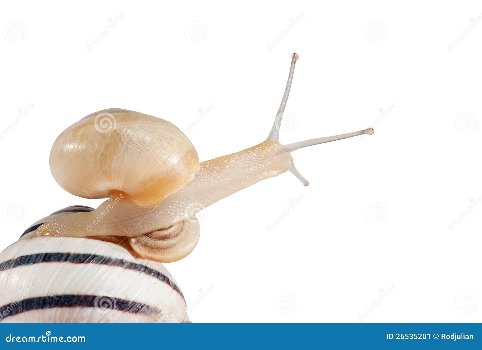 Quick snail stock image. Image of macro, slippery, isolated - 26535201