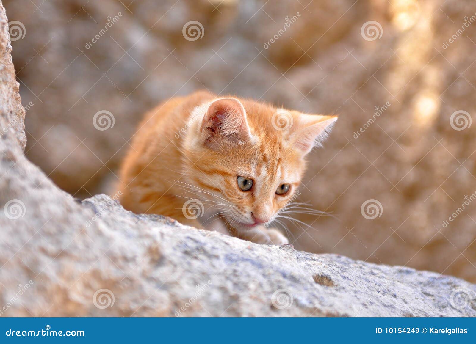 Quick-witted kitten stock image. Image of quick, rapid - 10154249