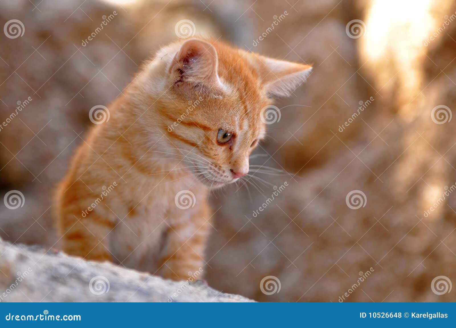 Quick-witted kitten stock photo. Image of brindled, kitten - 10526648