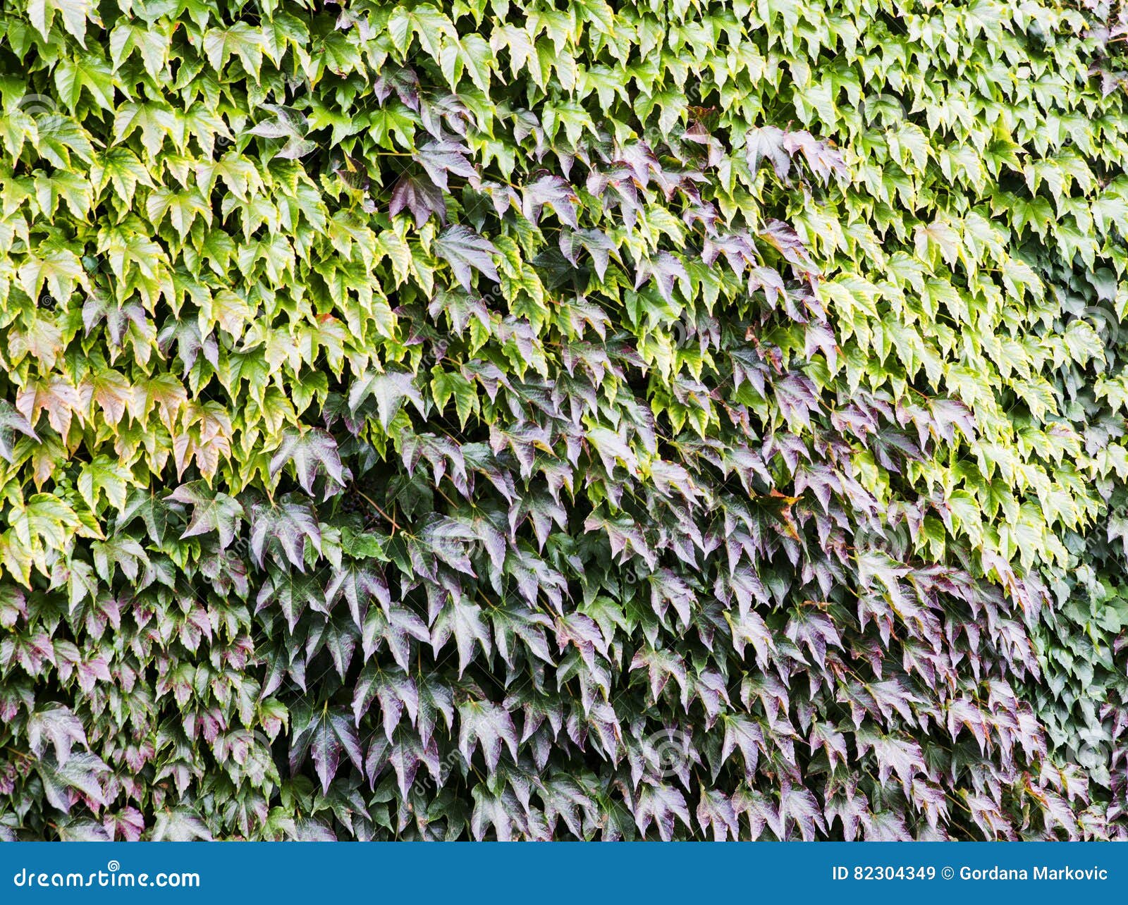 Quickset of leaves stock image. Image of quickset, plant - 82304349