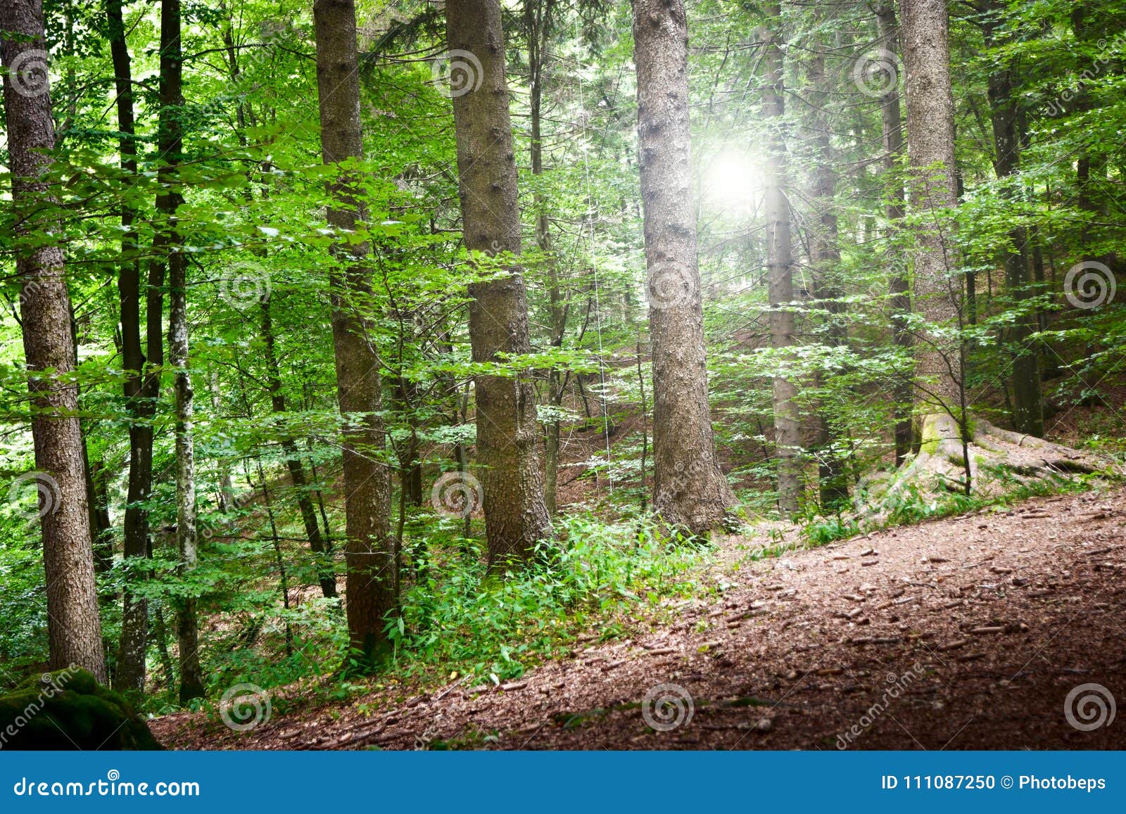 Quiet Alpine Forest Landscape Stock Photo - Image of natural, forests ...