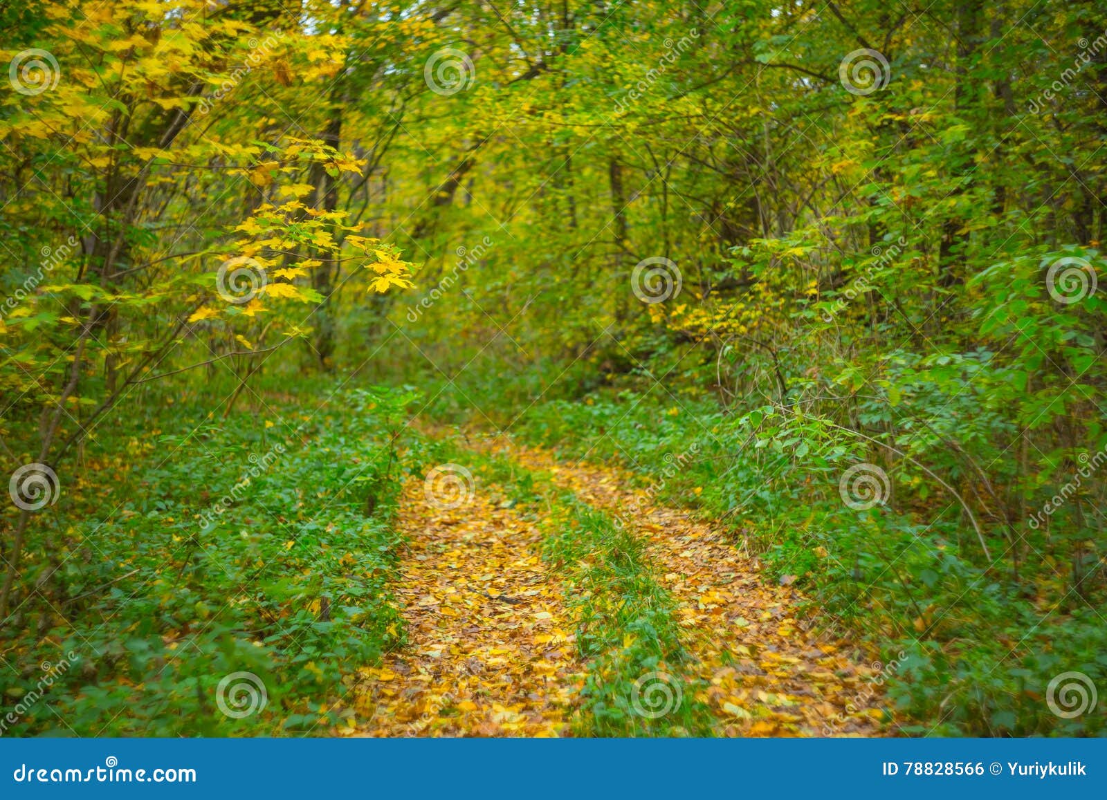 Quiet autumn forest scene stock photo. Image of beauty - 78828566