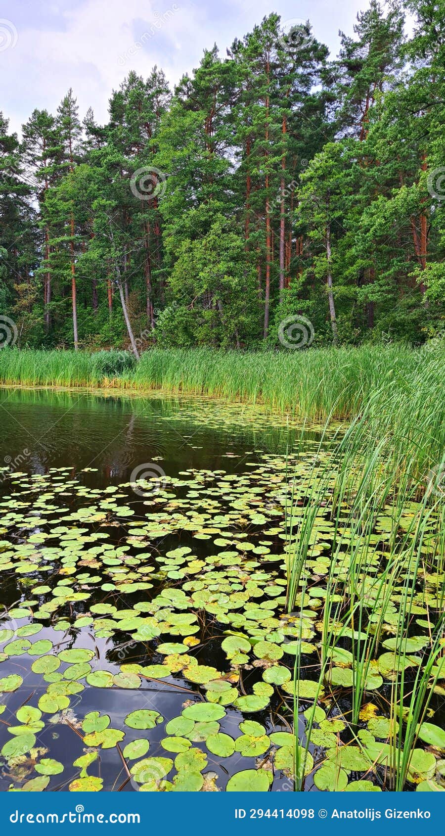 Quiet Backwater on the River with Green Shoots of Reeds Along the Shore ...