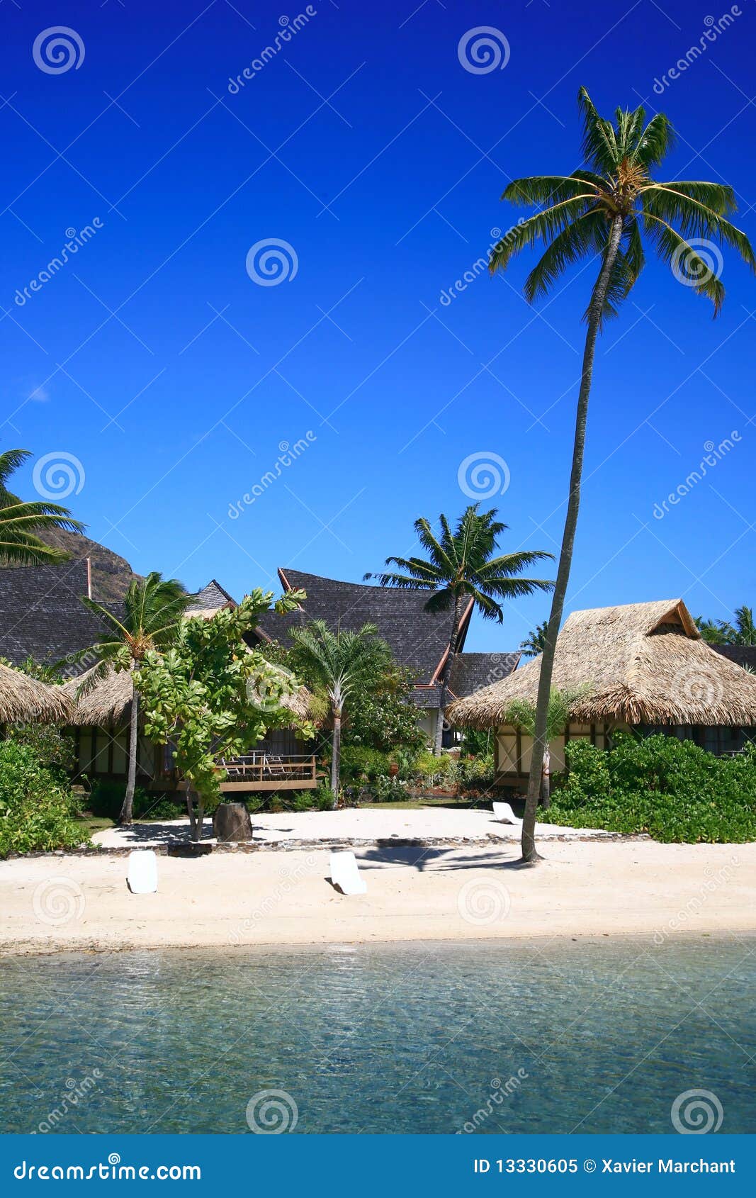 Quiet beach stock image. Image of sand, transparent, tree - 13330605