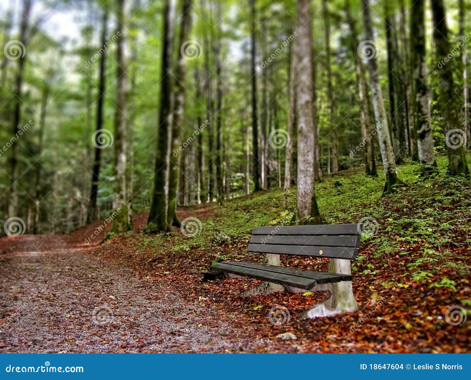Quiet Bench Along Forest Footpath Stock Photo - Image of footpath ...