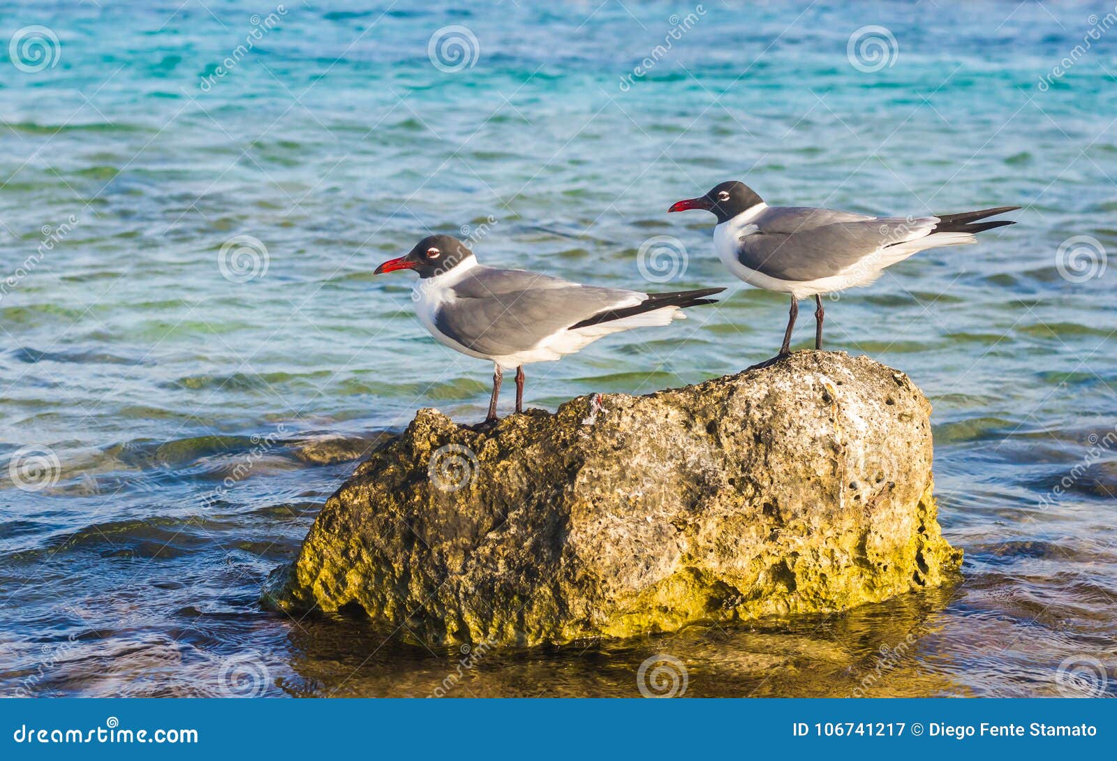 Quiet Birds in Baby Beach, Aruba. Stock Image - Image of animal, fluid ...