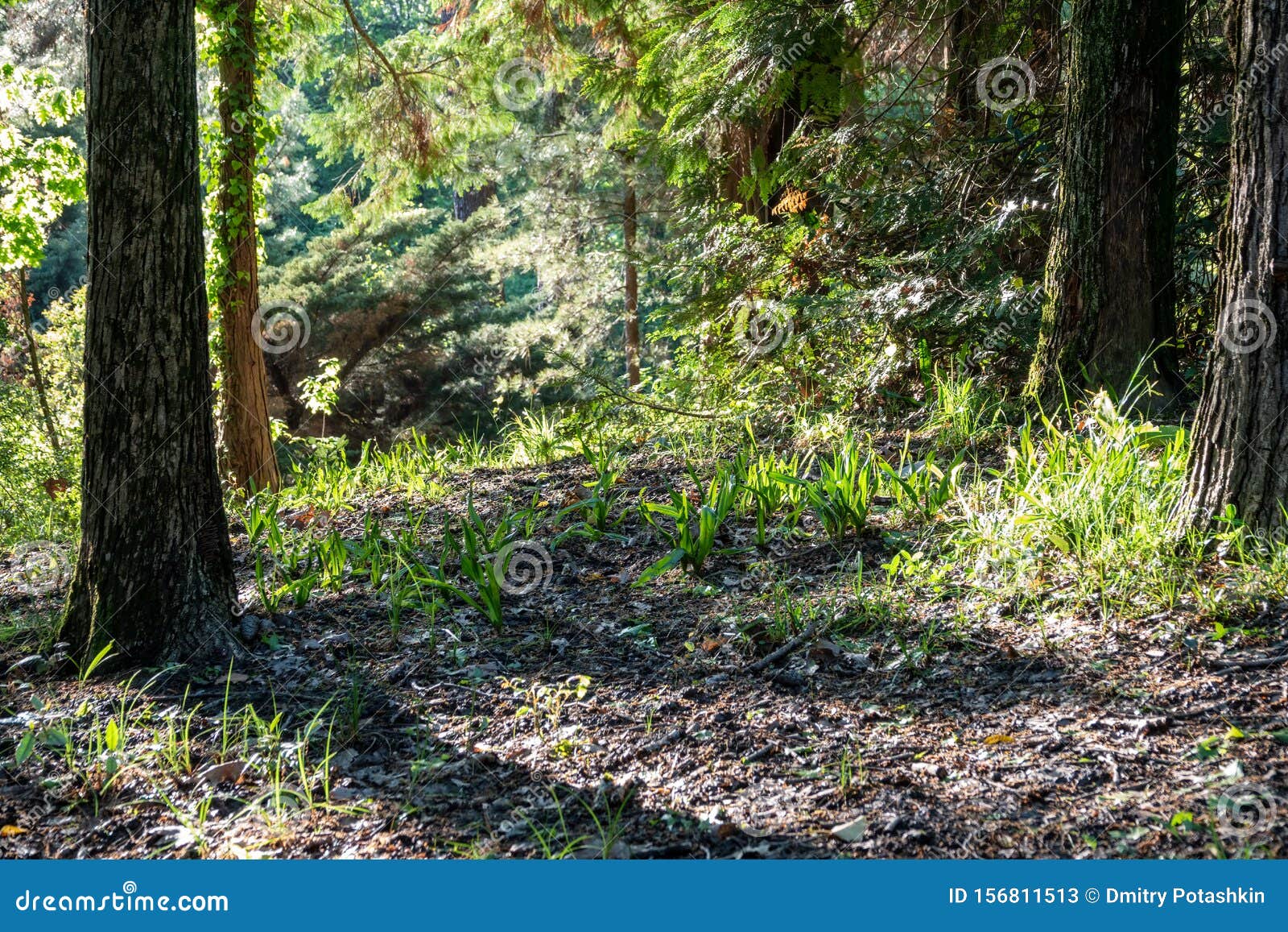 Quiet Clearing in Coniferous Forest at Sunset. Spring or Summer Forest ...