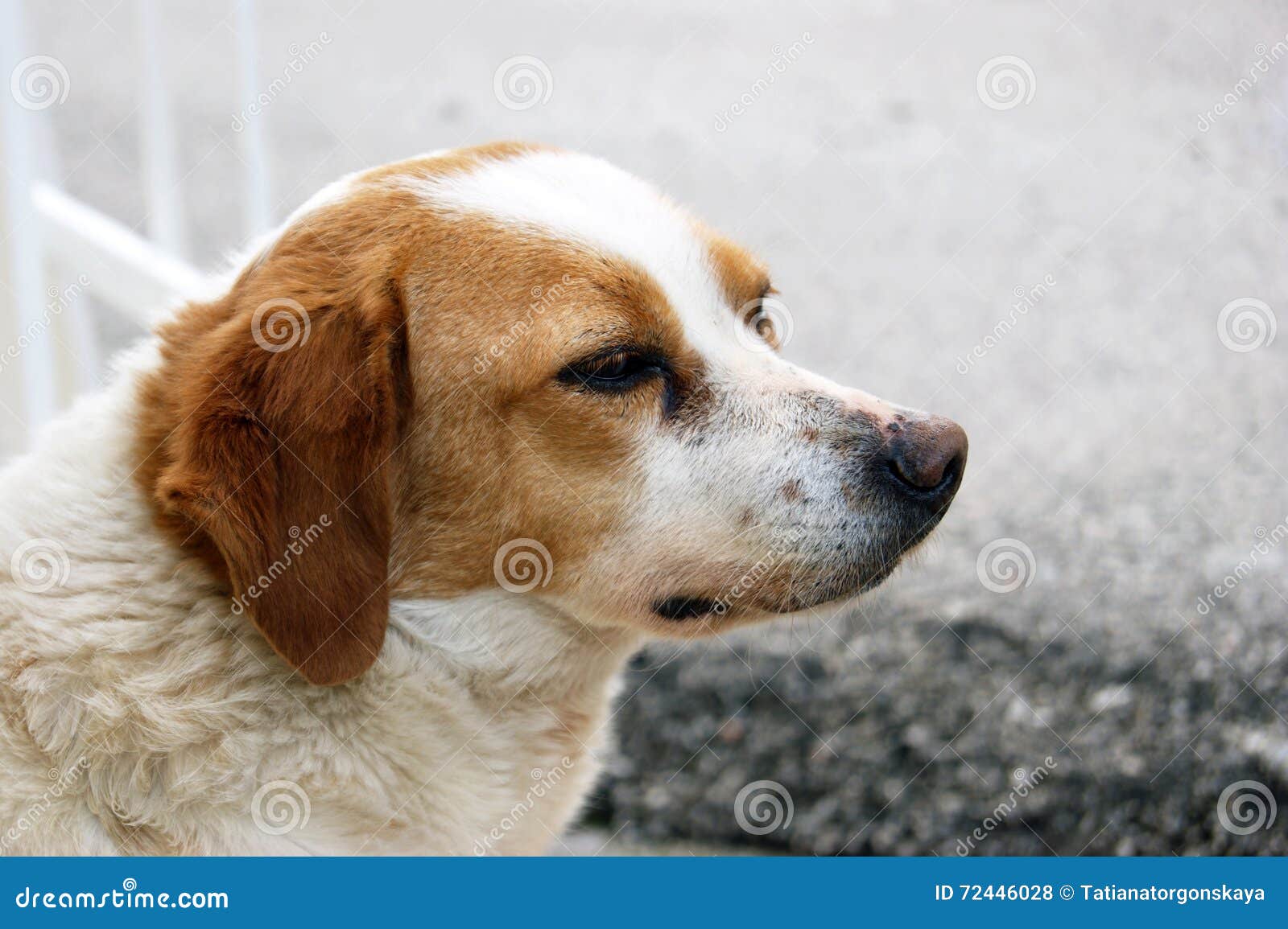 Quiet dog stock photo. Image of doggish, canidae, detent - 72446028