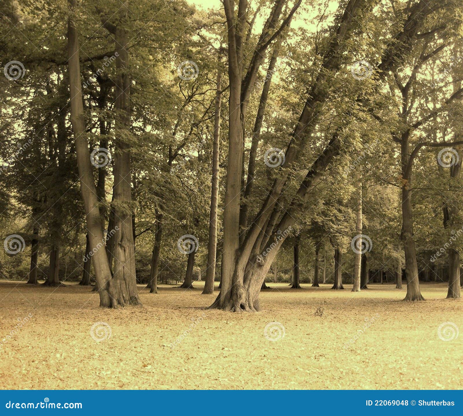 Quiet forest stock photo. Image of plant, leaf, natural - 22069048
