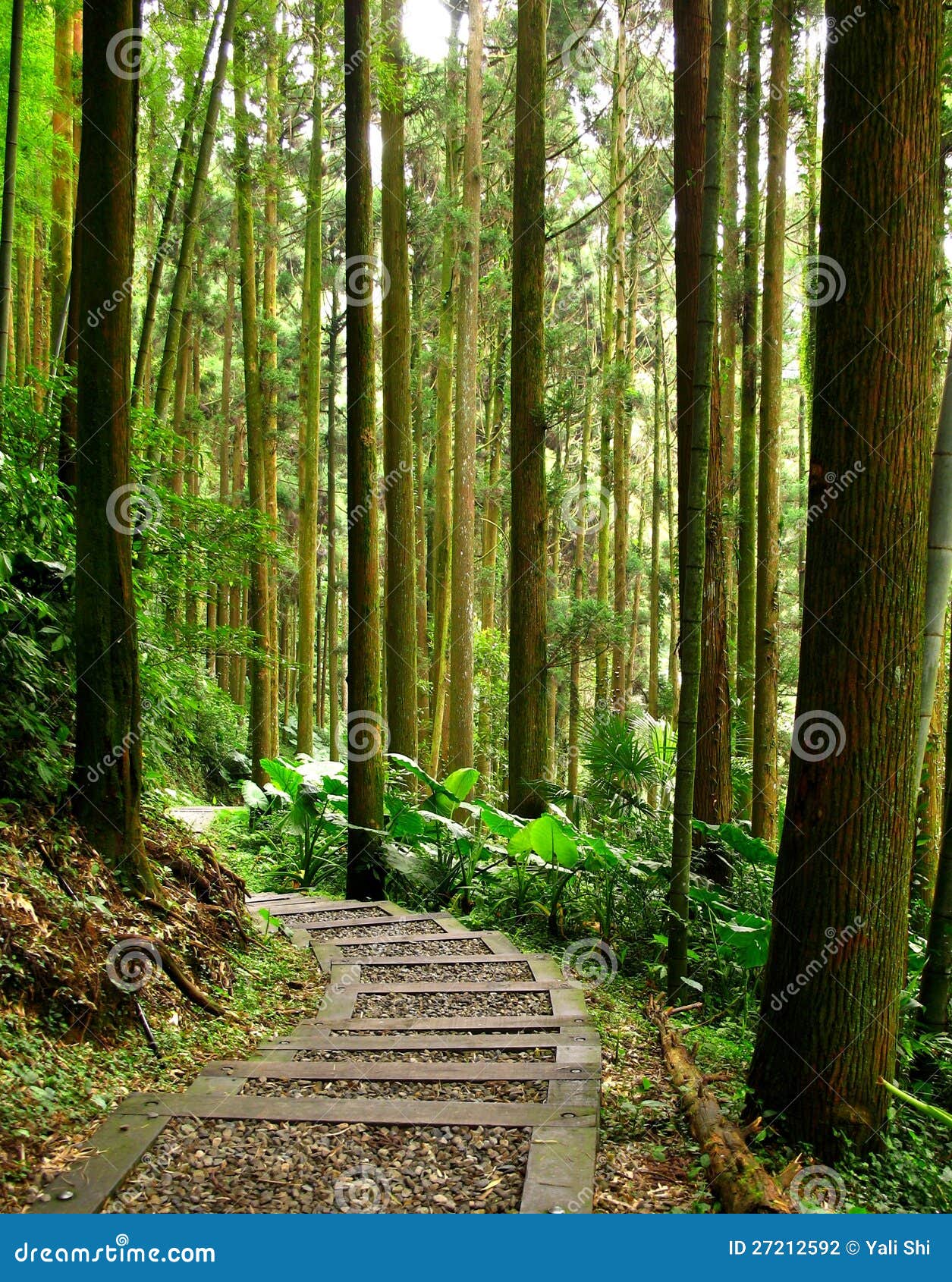 Quiet Forest Path stock photo. Image of path, forest - 27212592
