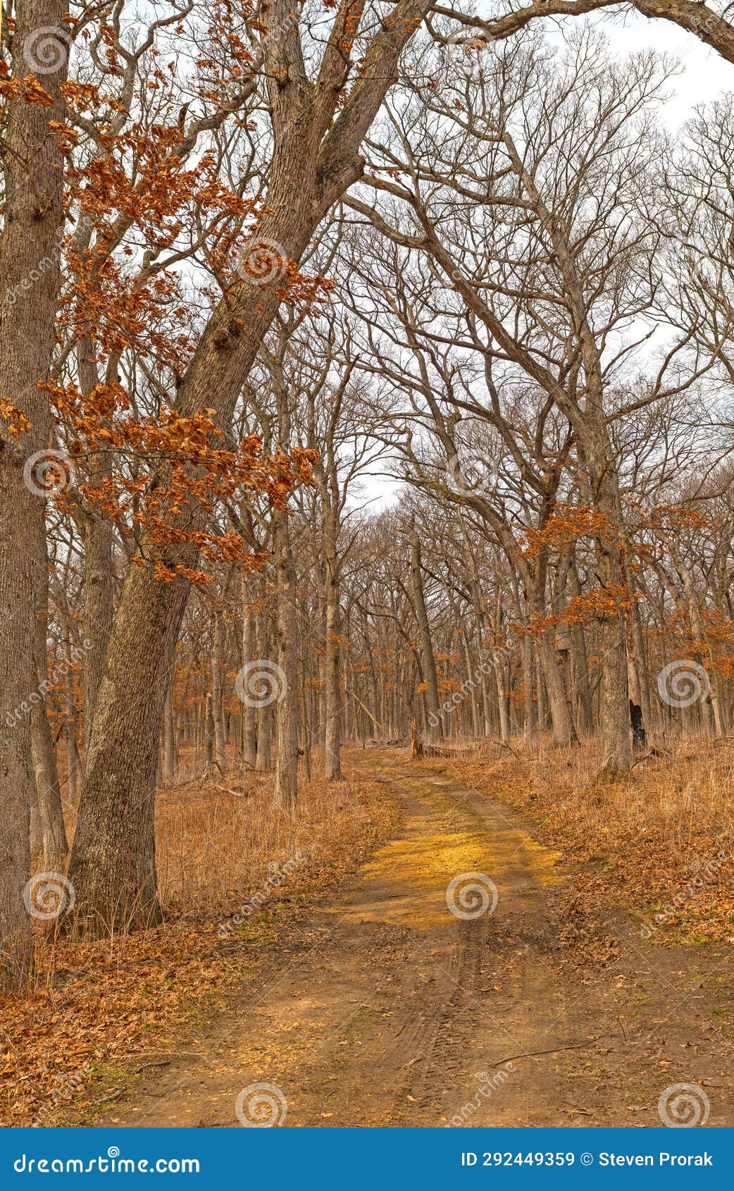 Quiet Forest Path on the Edge of a Prairie Stock Image - Image of edge ...