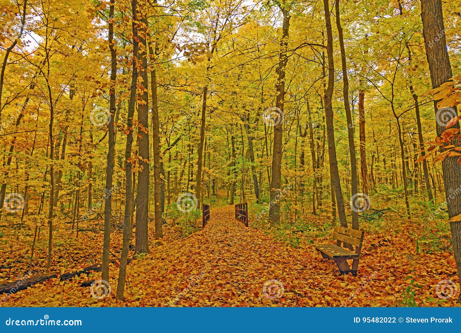 Quiet Forest Path In The Fall Stock Photography | CartoonDealer.com ...