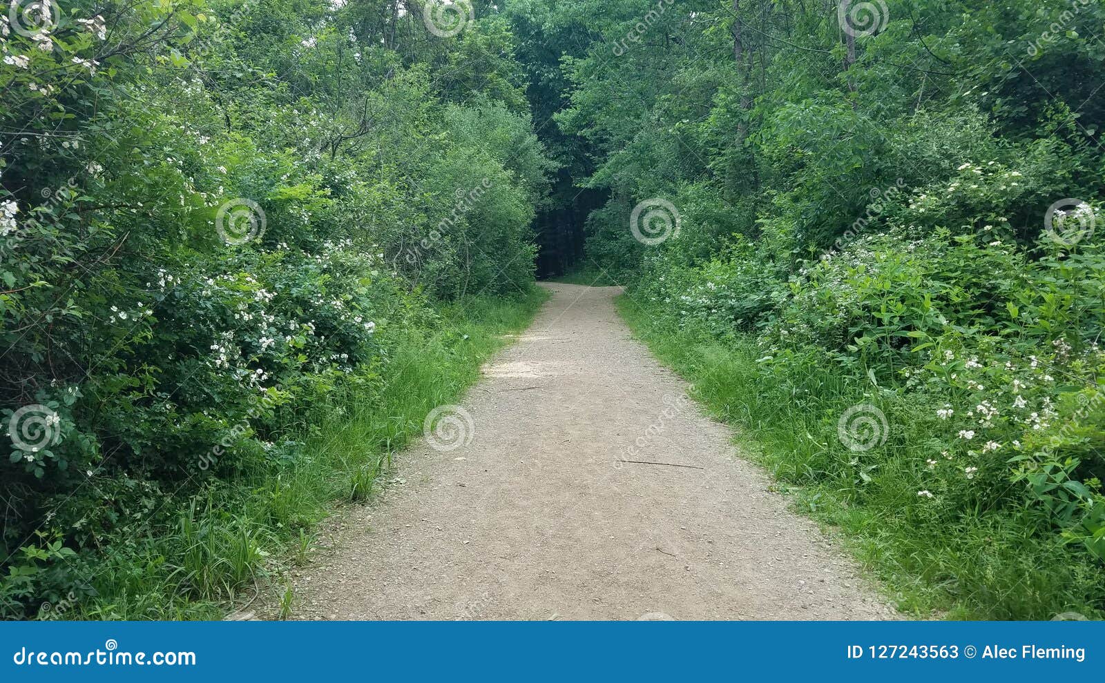 Forest path stock image. Image of nice, forest, green - 127243563