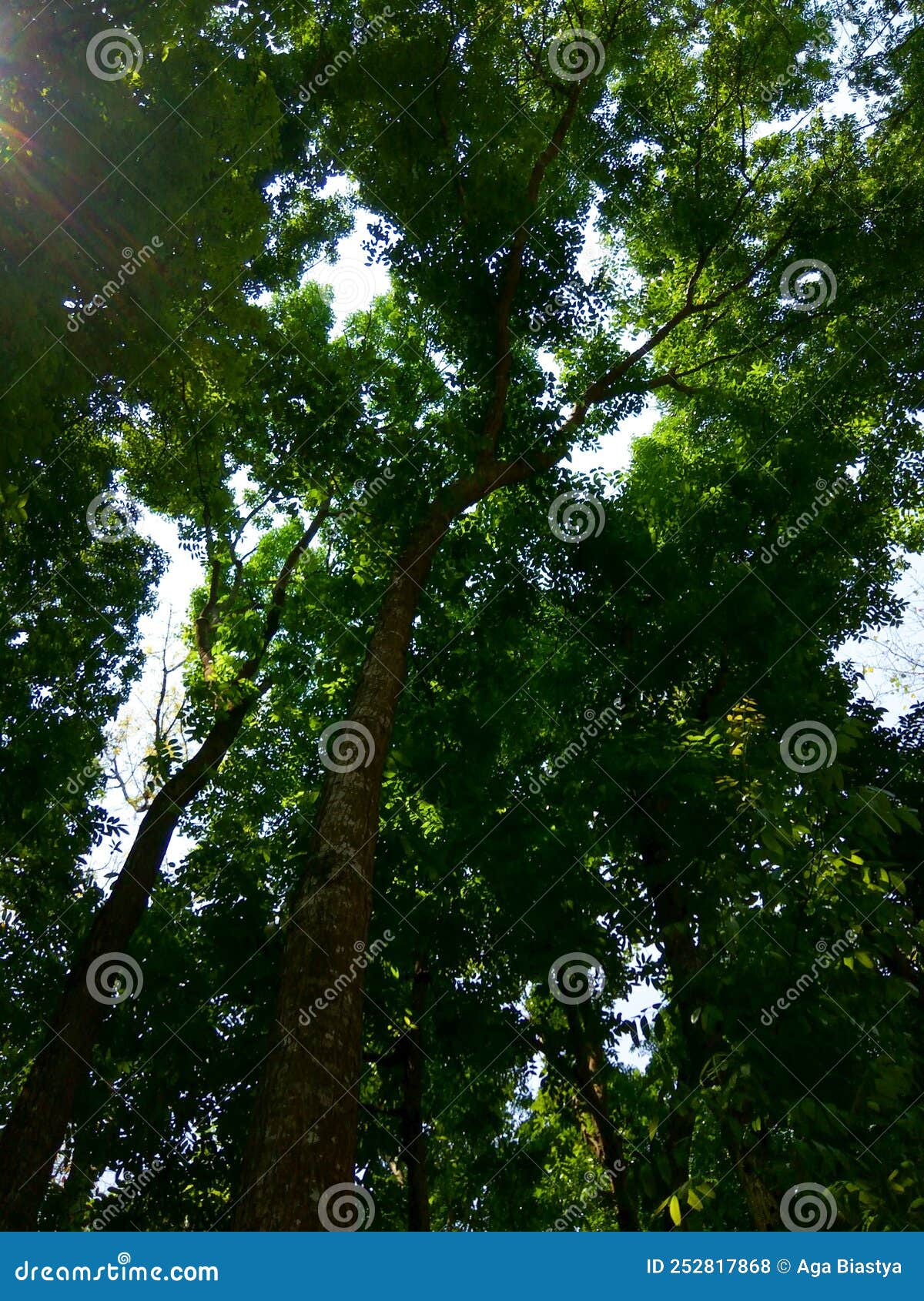 The quiet of forest scene stock photo. Image of forest - 252817868