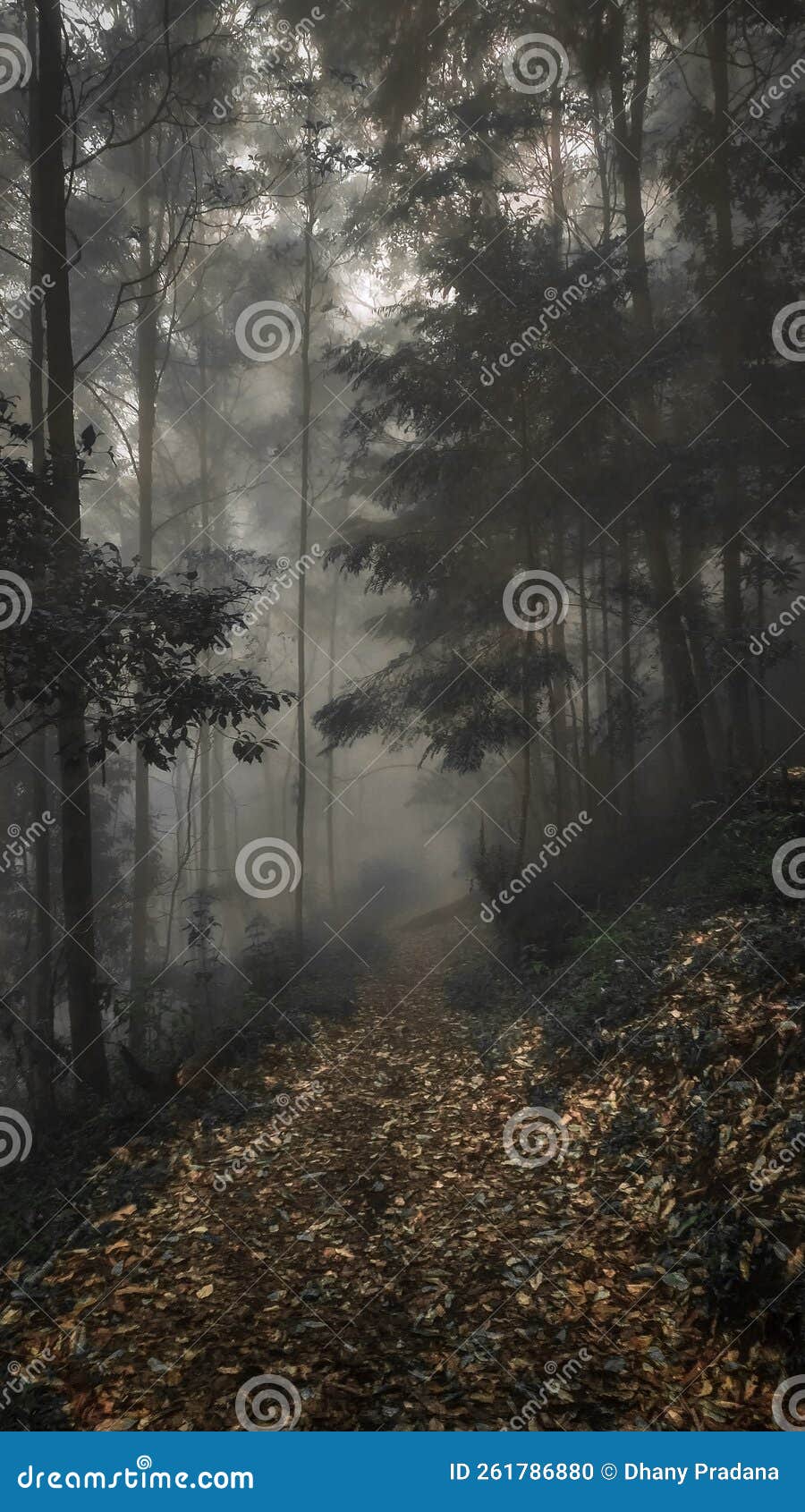 Quiet in the Forest Shrouded in Mist Stock Photo - Image of shrouded ...