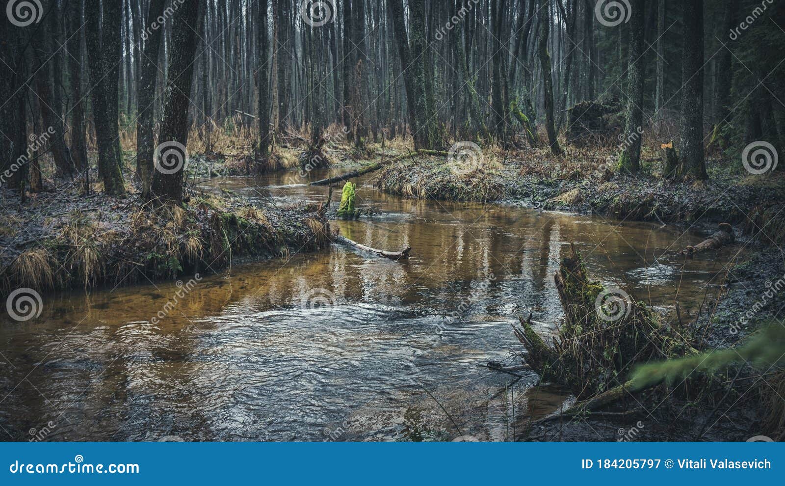 Quiet Forest Path In The Fall Stock Photography | CartoonDealer.com ...
