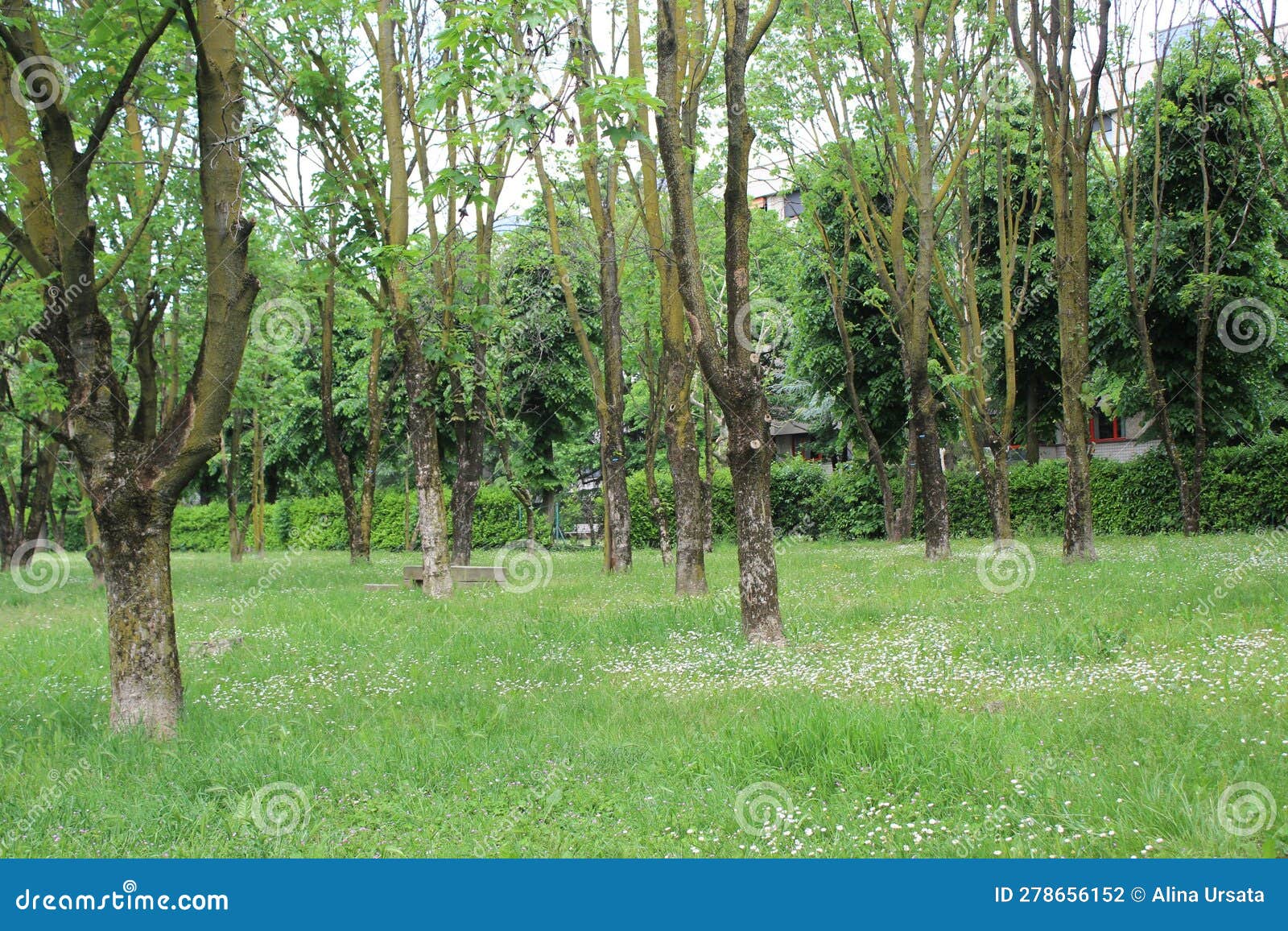 Quiet garden stock photo. Image of summer, green, grass - 278656152