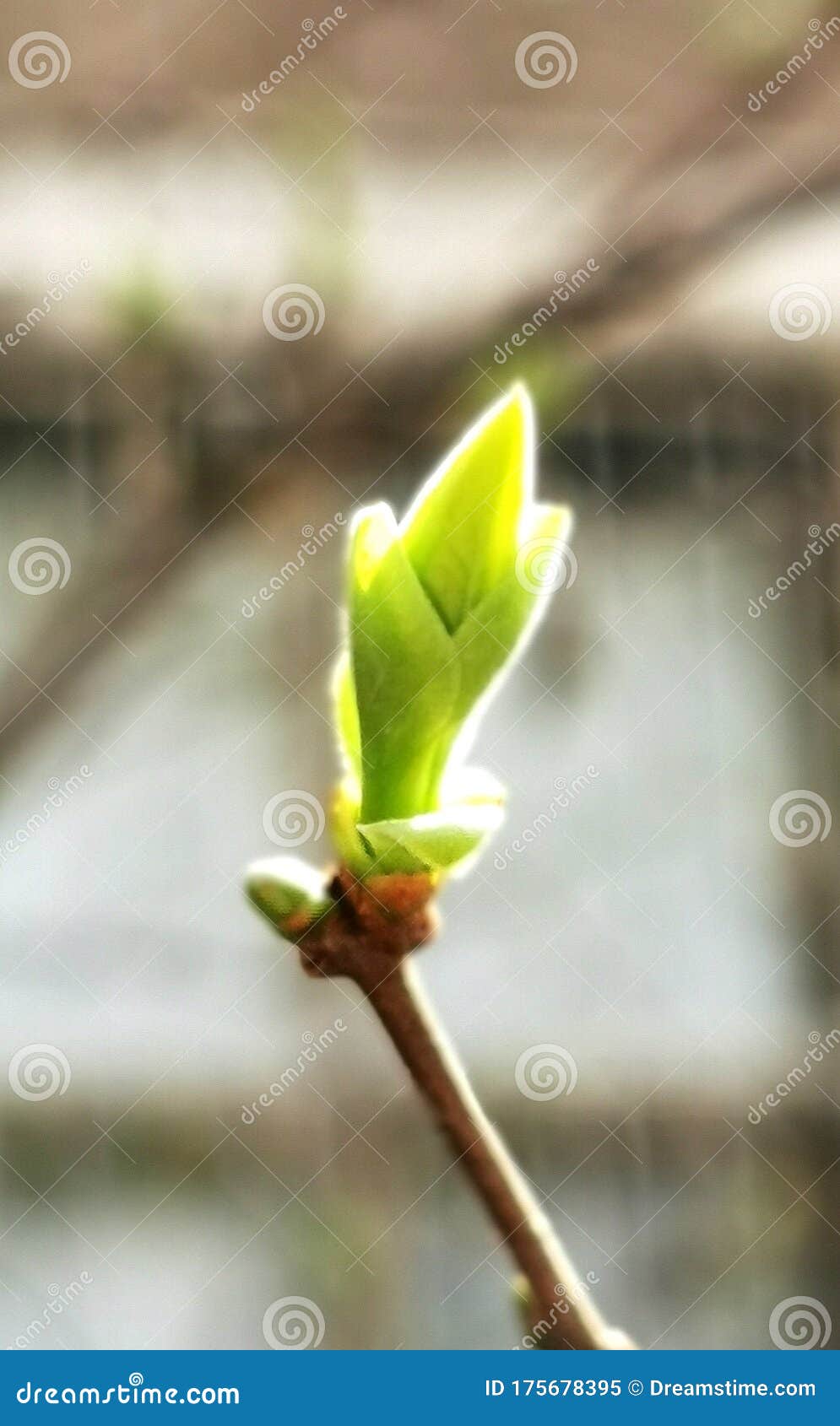 Bud is budding. stock image. Image of beautiful, green - 175678395