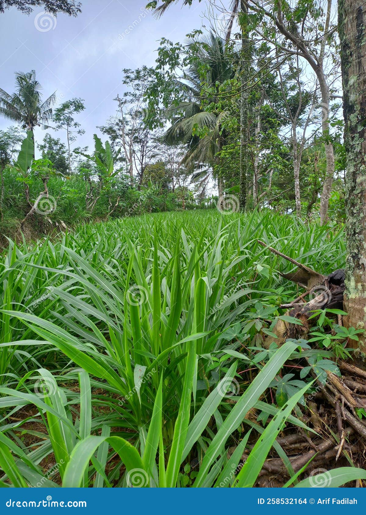 Quiet Green Grass stock photo. Image of garden, plant - 258532164