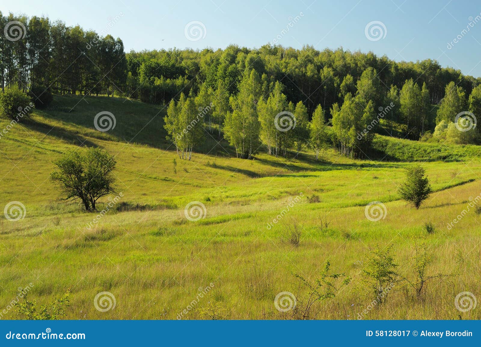 Quiet Green Summer Hill Slope with Trees in the Morning Stock Image ...