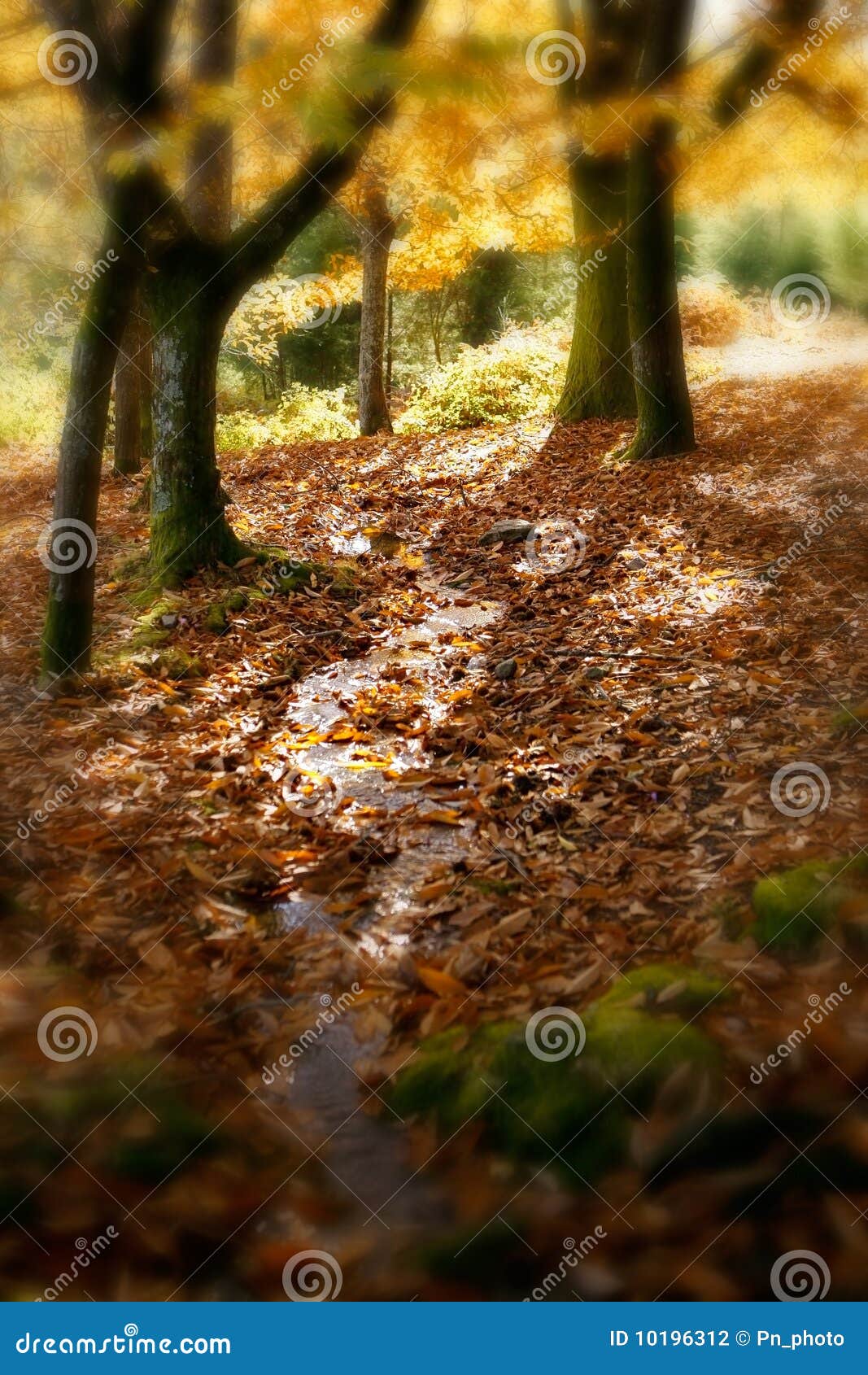 Quiet landscape forest stock photo. Image of outdoor - 10196312