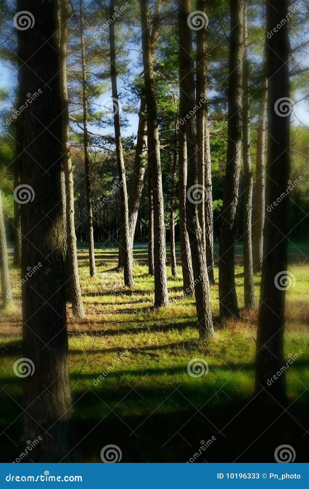 Quiet landscape forest stock image. Image of fall, ecosystem - 10196333