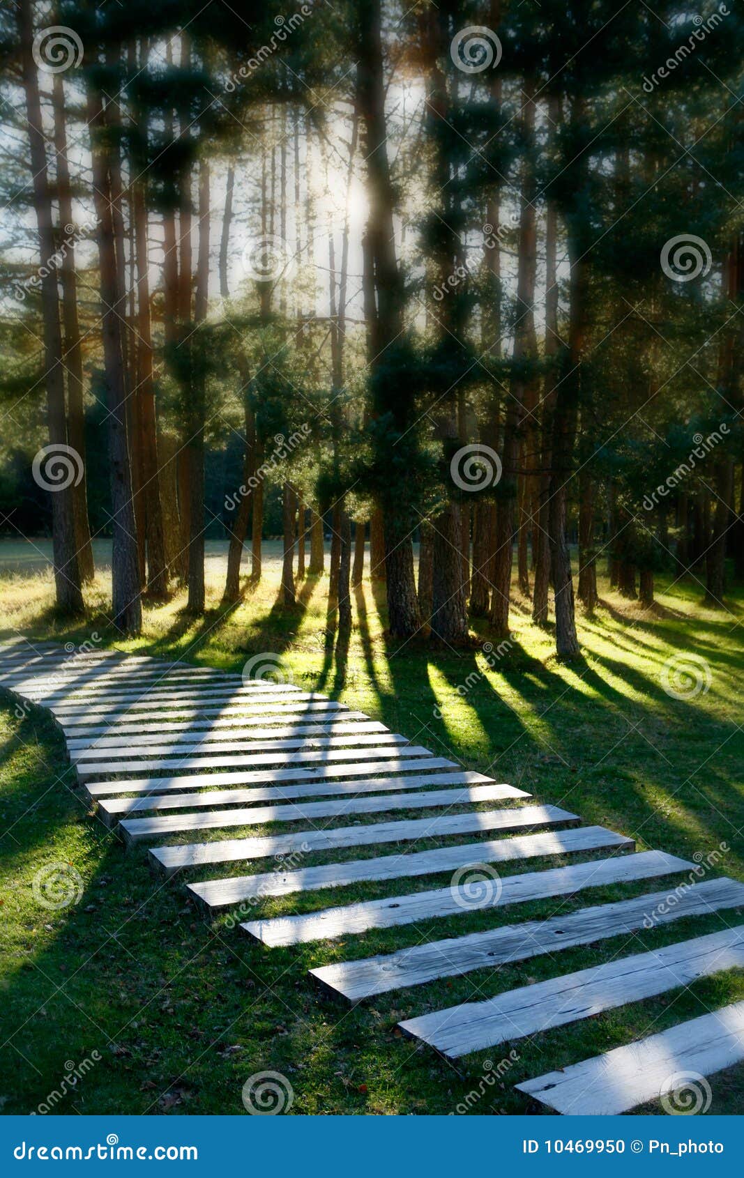 Quiet landscape forest stock photo. Image of nature, flora - 10469950