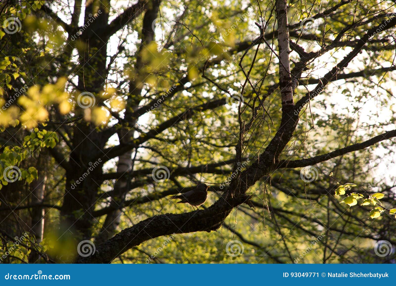 Quiet morning stock image. Image of tree, song, leaves - 93049771