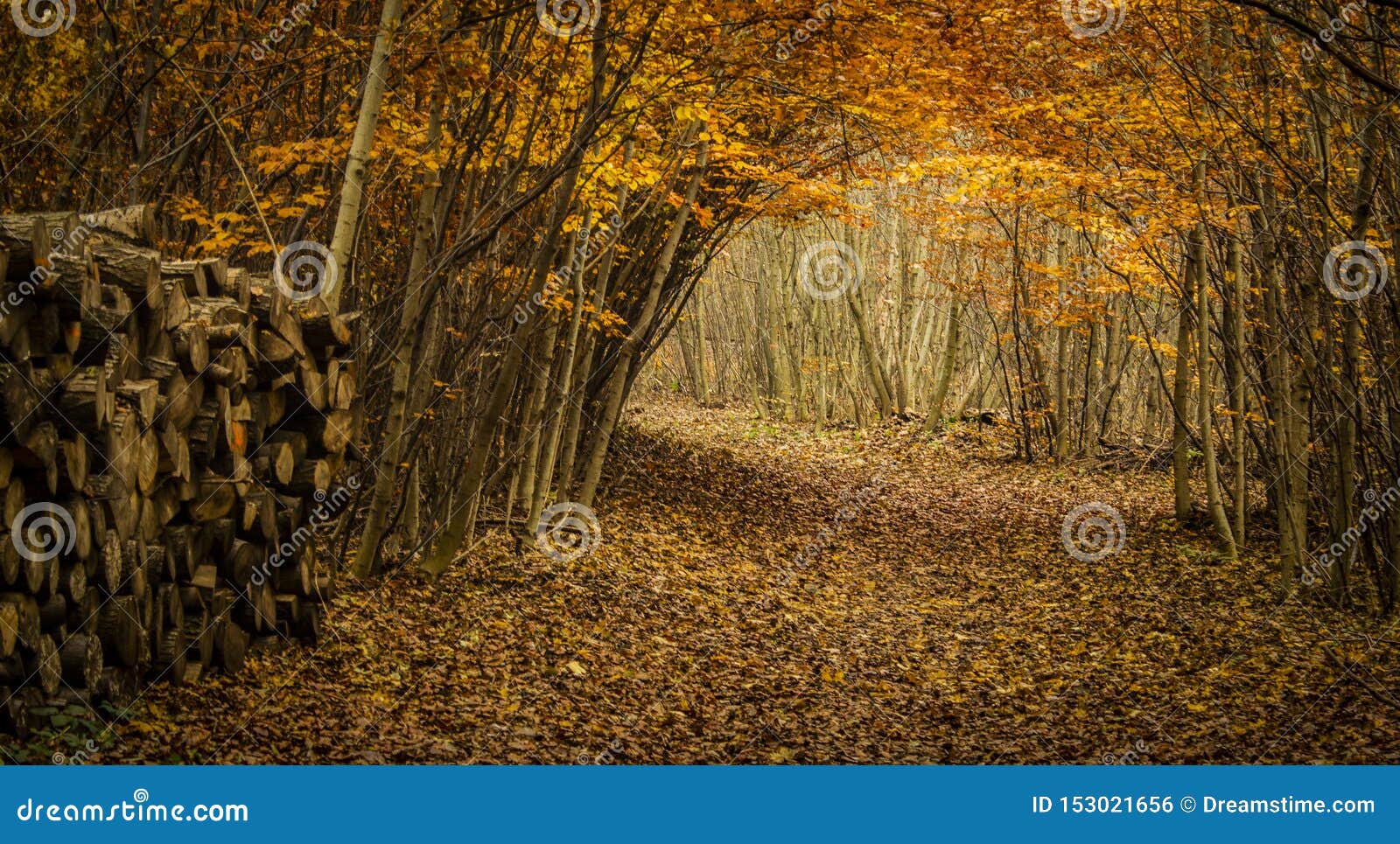 Quiet Path in Colorful Forest in October Stock Photo - Image of leaves ...