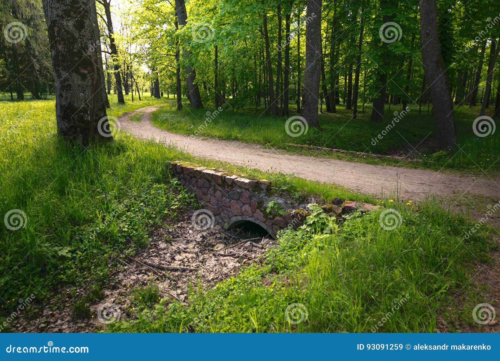 Quiet Path in a Dark Forest in the Spring Stock Image - Image of ...