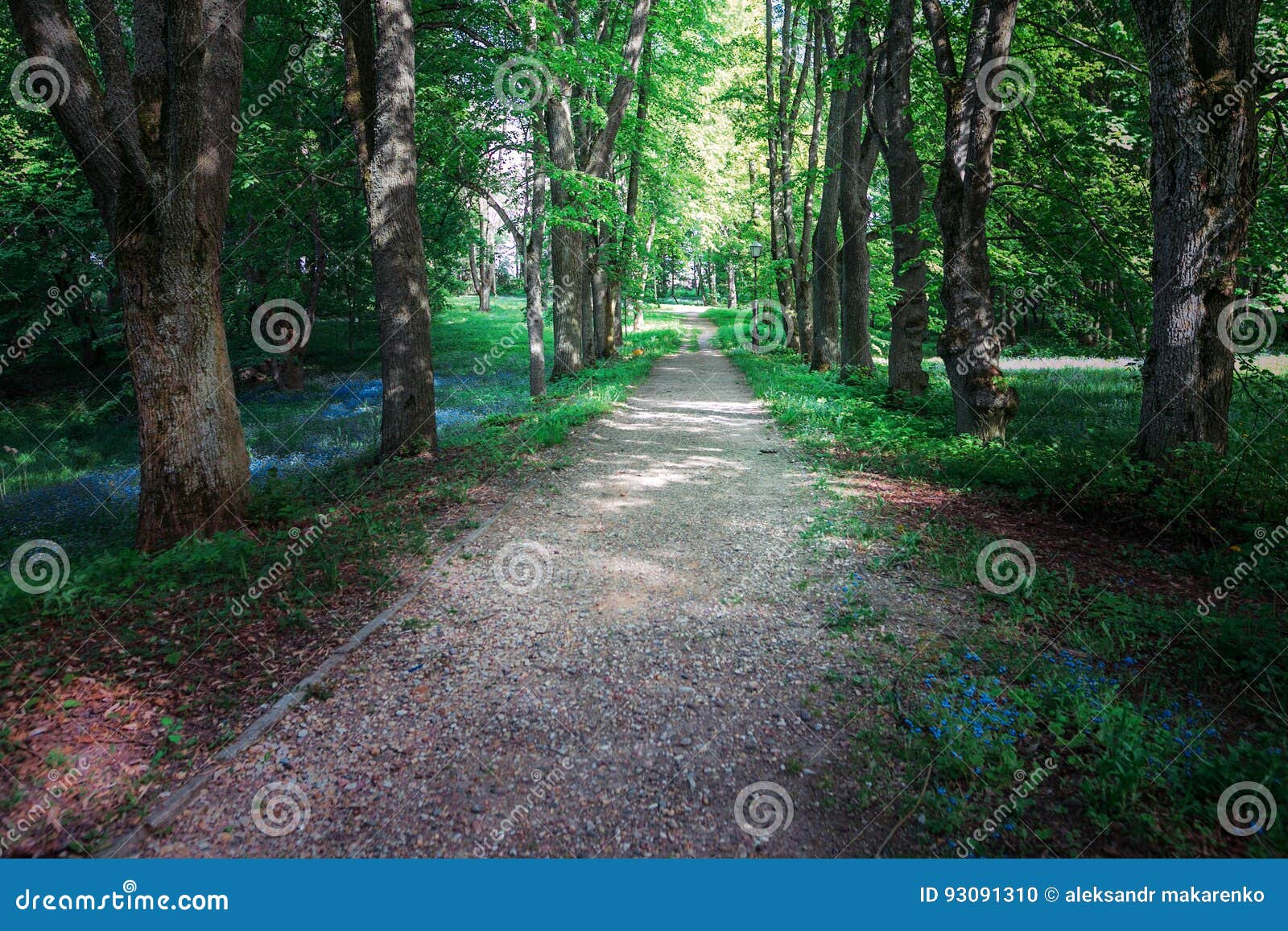 Quiet Path in a Dark Forest in the Spring Stock Photo - Image of hiking ...