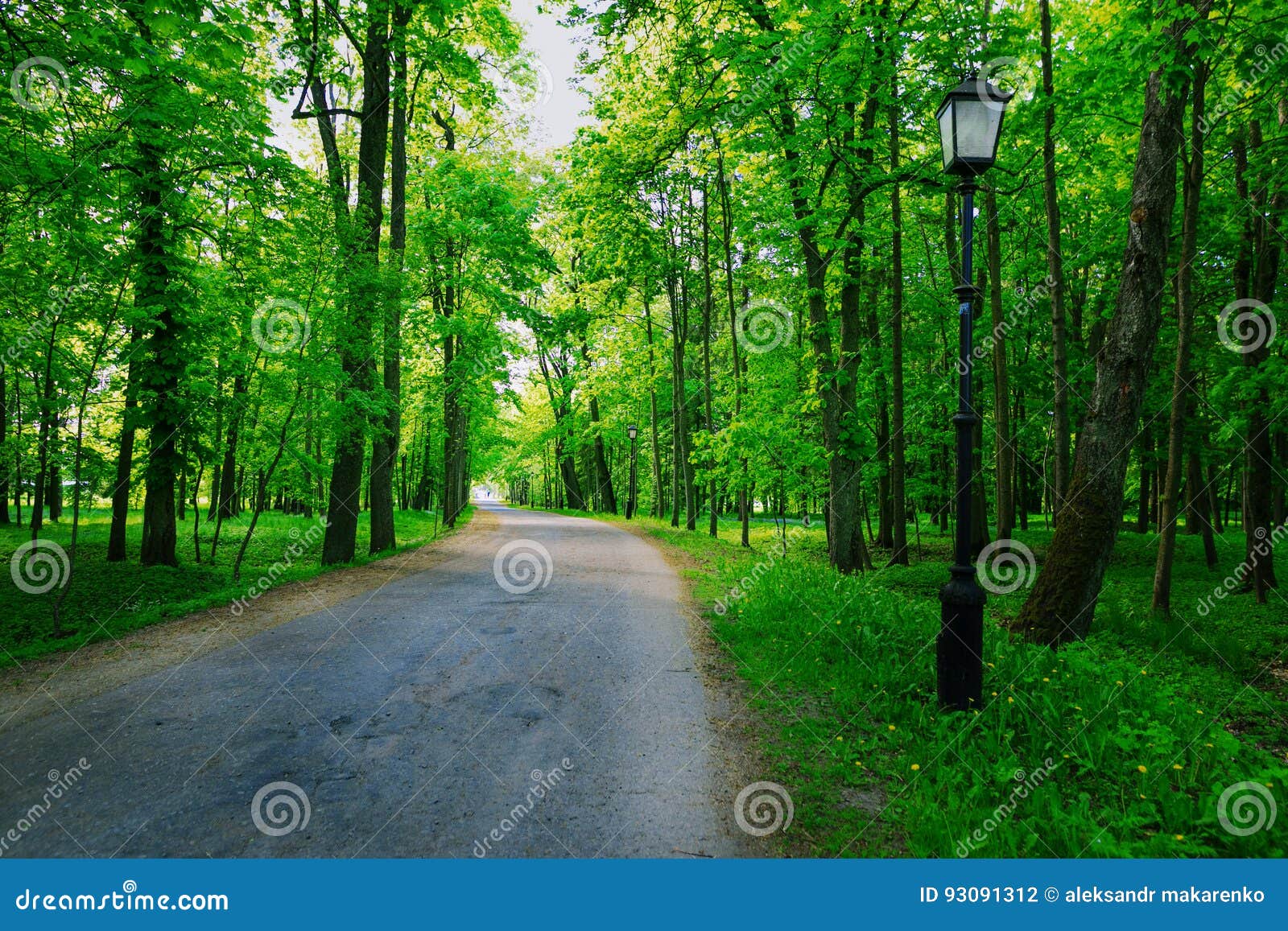 Quiet Path in a Dark Forest in the Spring Stock Photo - Image of dark ...