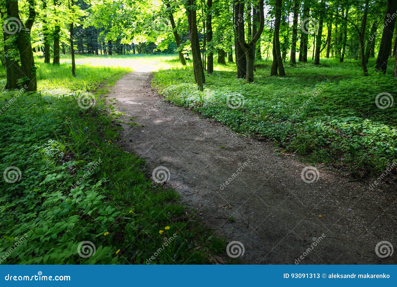 Quiet Path in a Dark Forest in the Spring Stock Image - Image of leaf ...