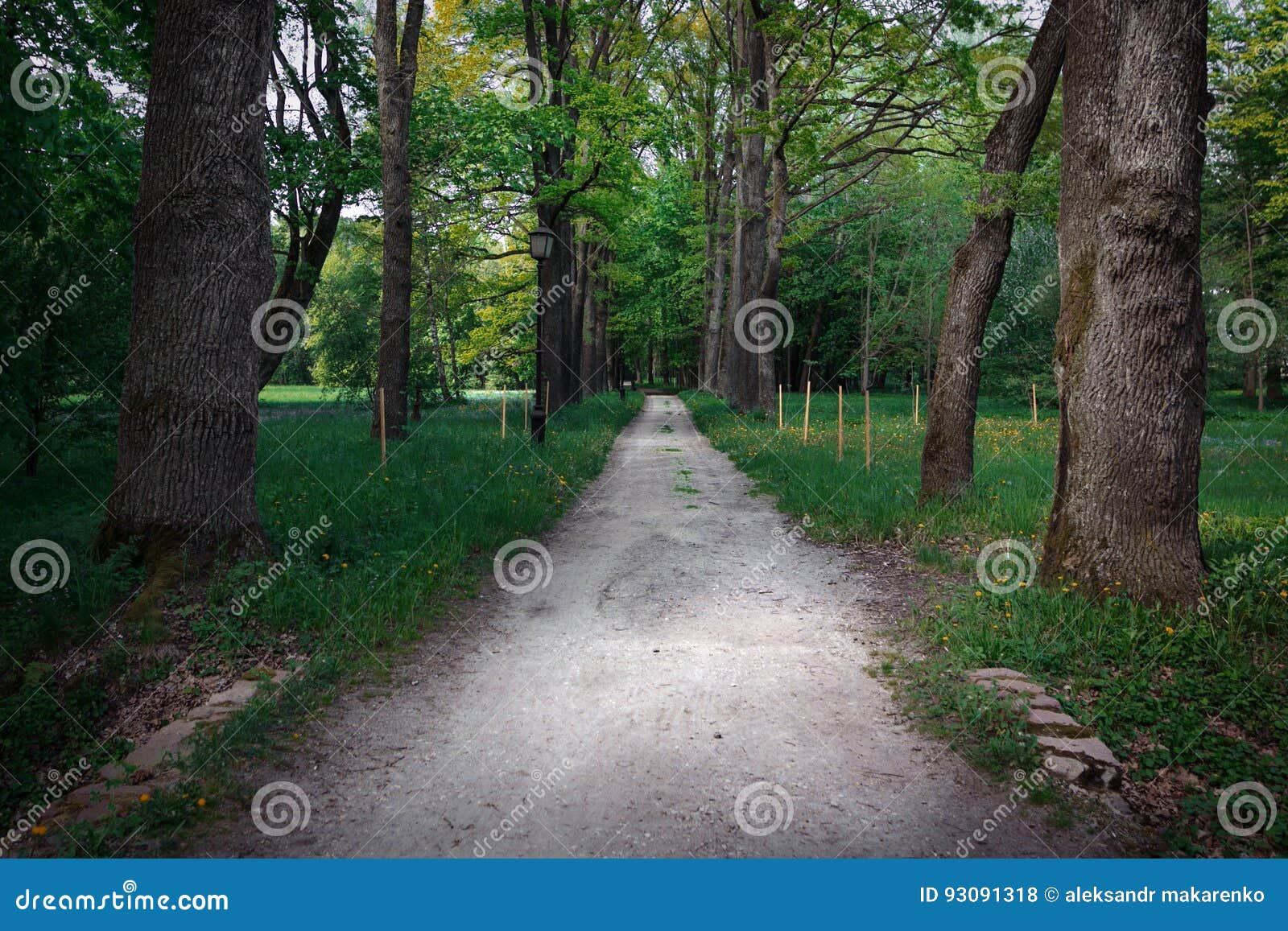 Quiet Path in a Dark Forest in the Spring Stock Photo - Image of nature ...