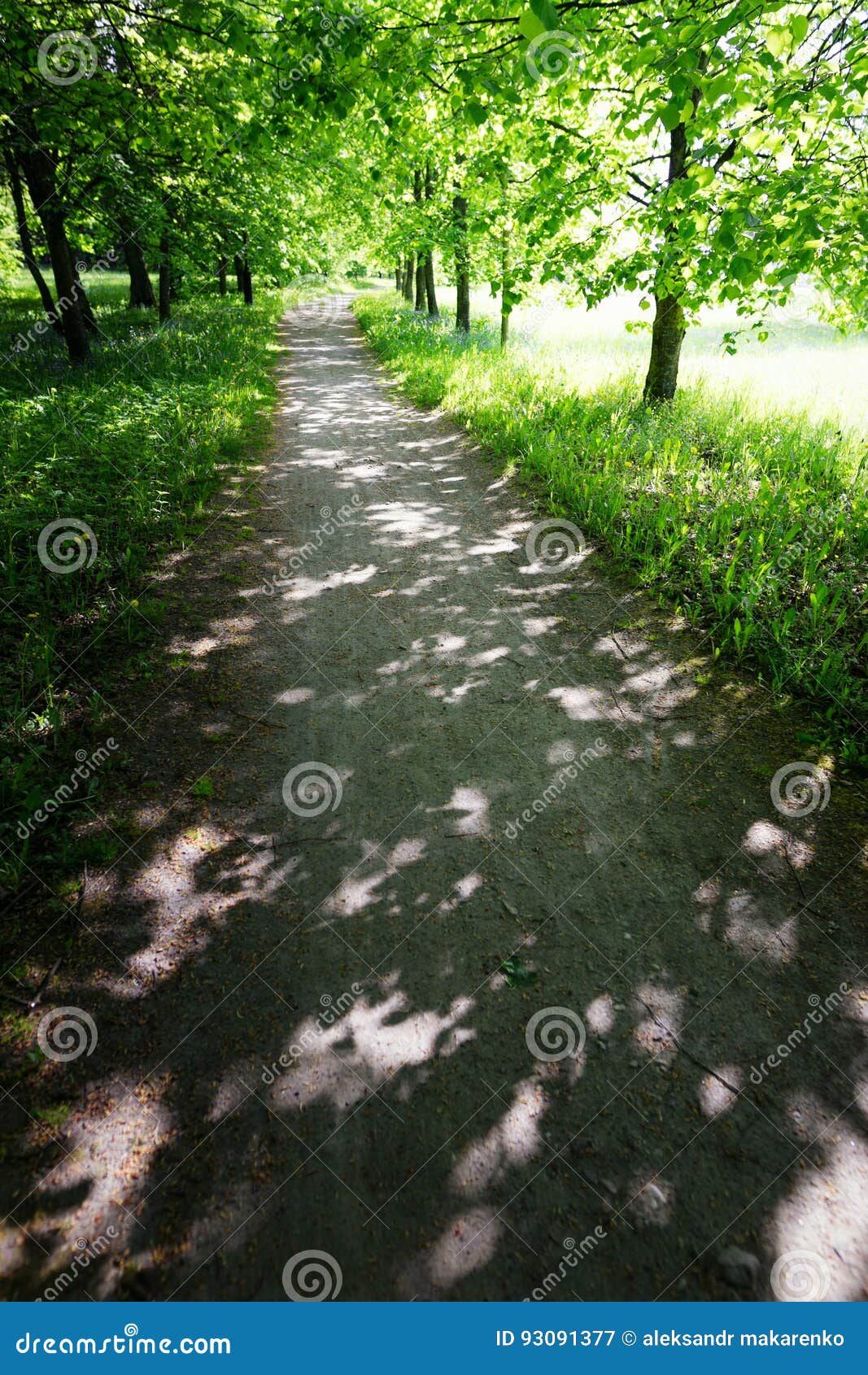 Quiet Path in a Dark Forest in the Spring Stock Image - Image of creepy ...