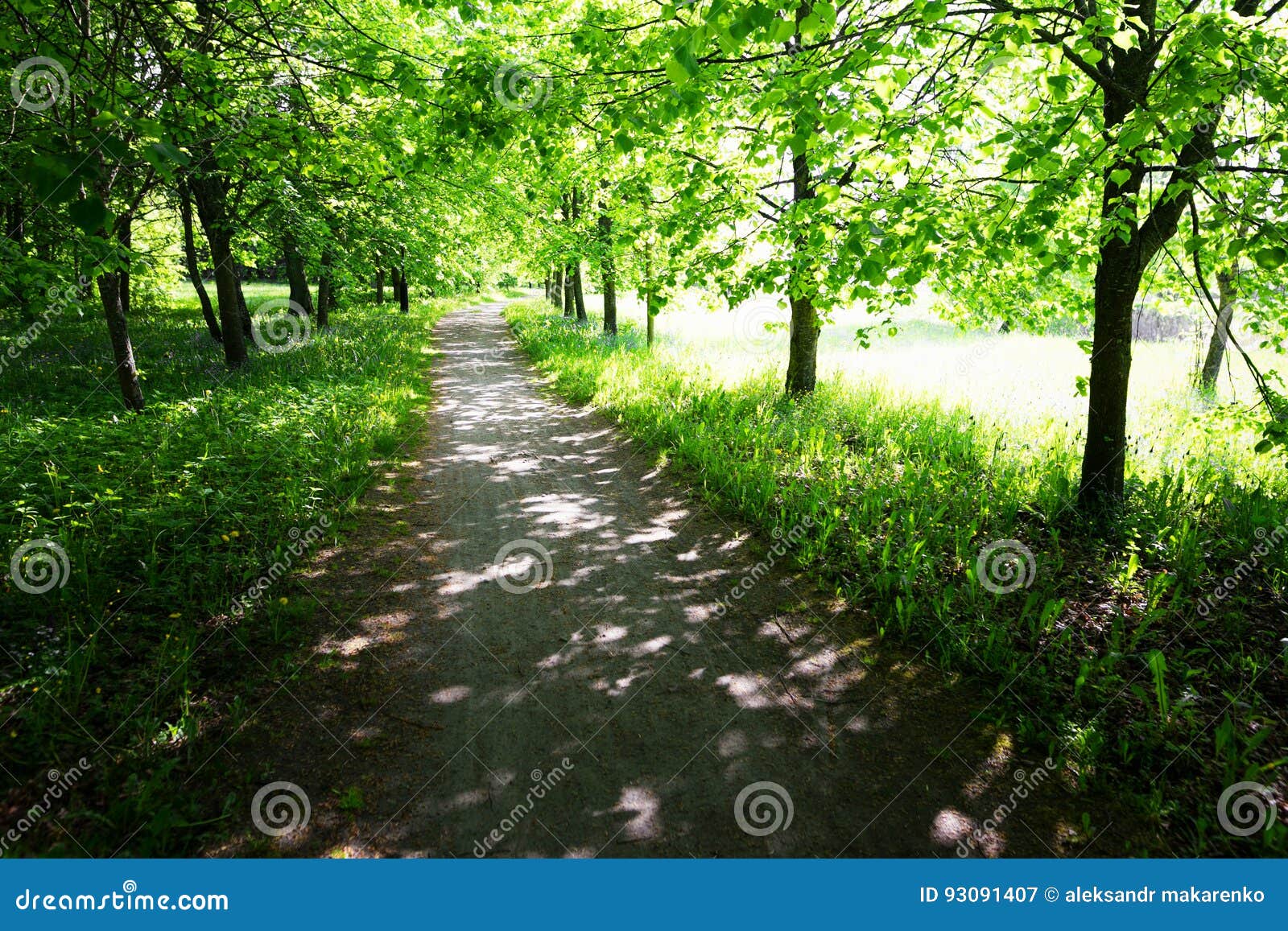 Quiet Path in a Dark Forest in the Spring Stock Image - Image of ...