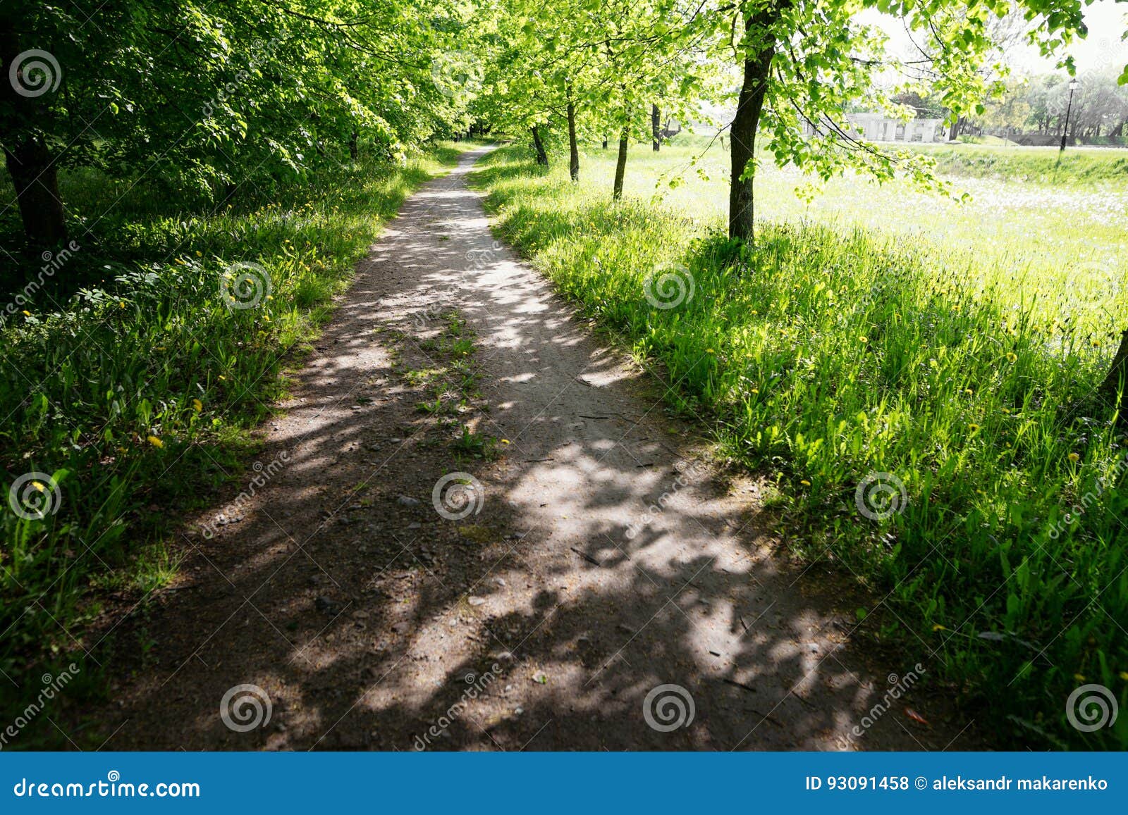 Quiet Path in a Dark Forest in the Spring Stock Photo - Image of ...