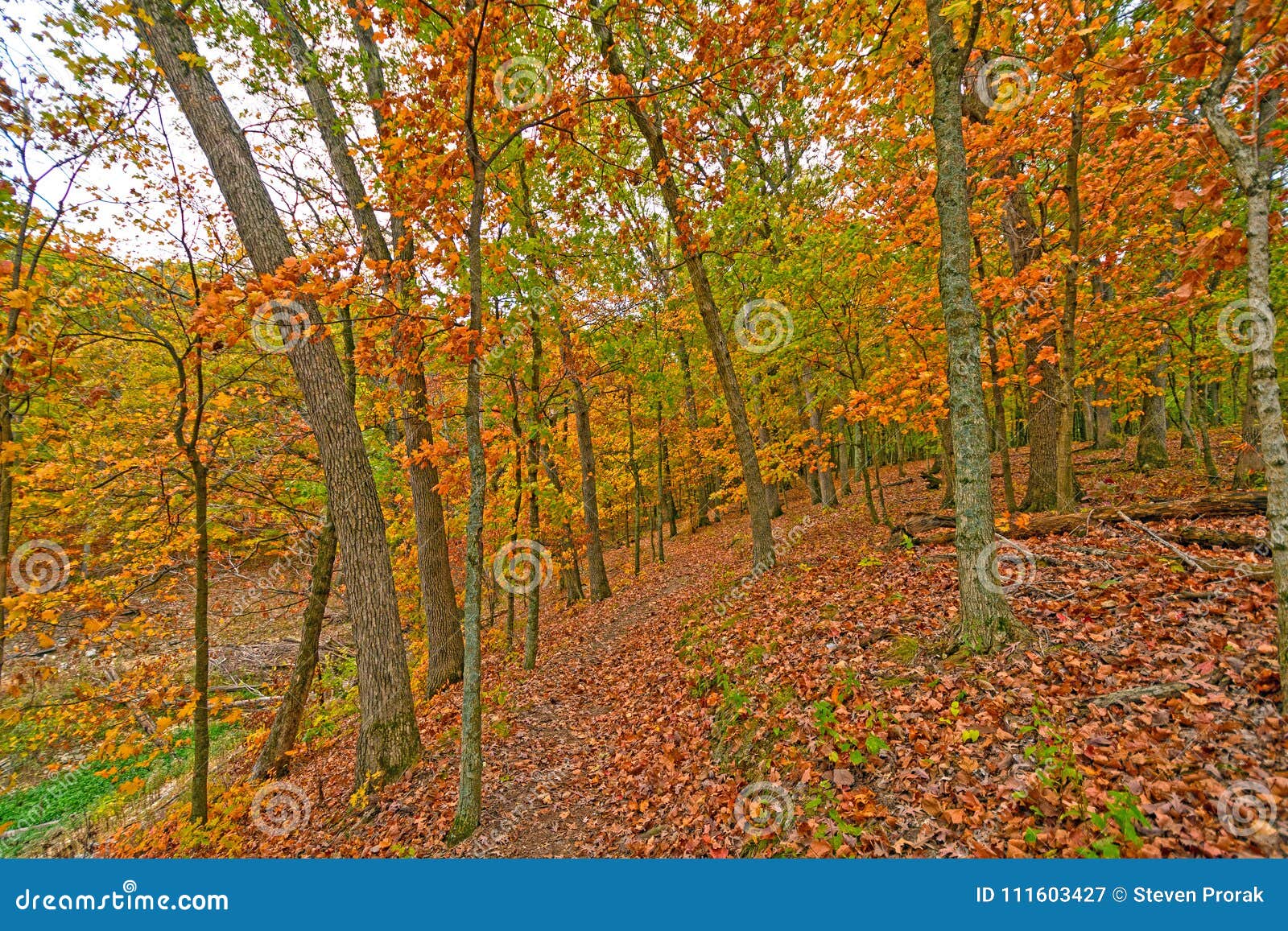 Quiet Path in the Fall Forest Stock Image - Image of path, wilderness ...