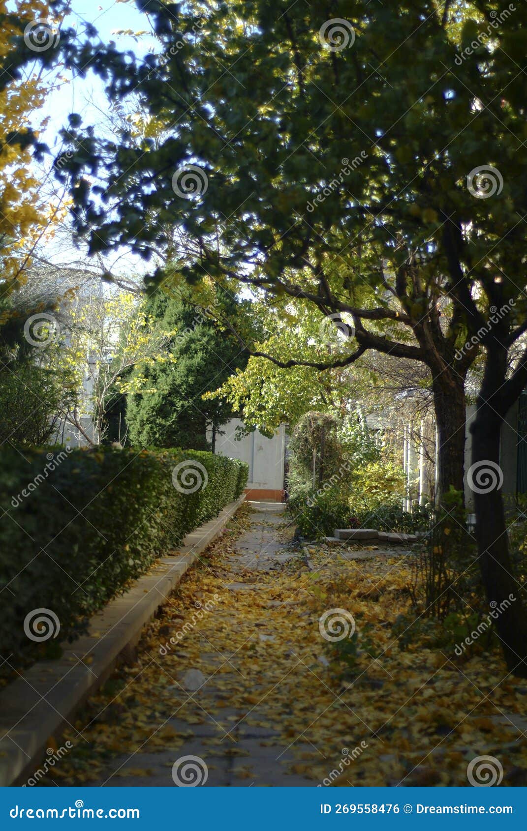 A Quiet Path is Flanked by Bushes and Pine Trees Stock Photo - Image of ...