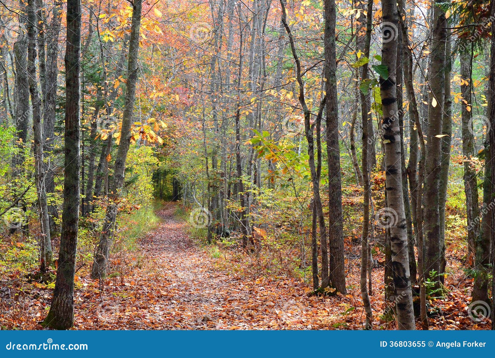 The Quiet Path stock image. Image of ferry, lonely, gorgeous - 36803655
