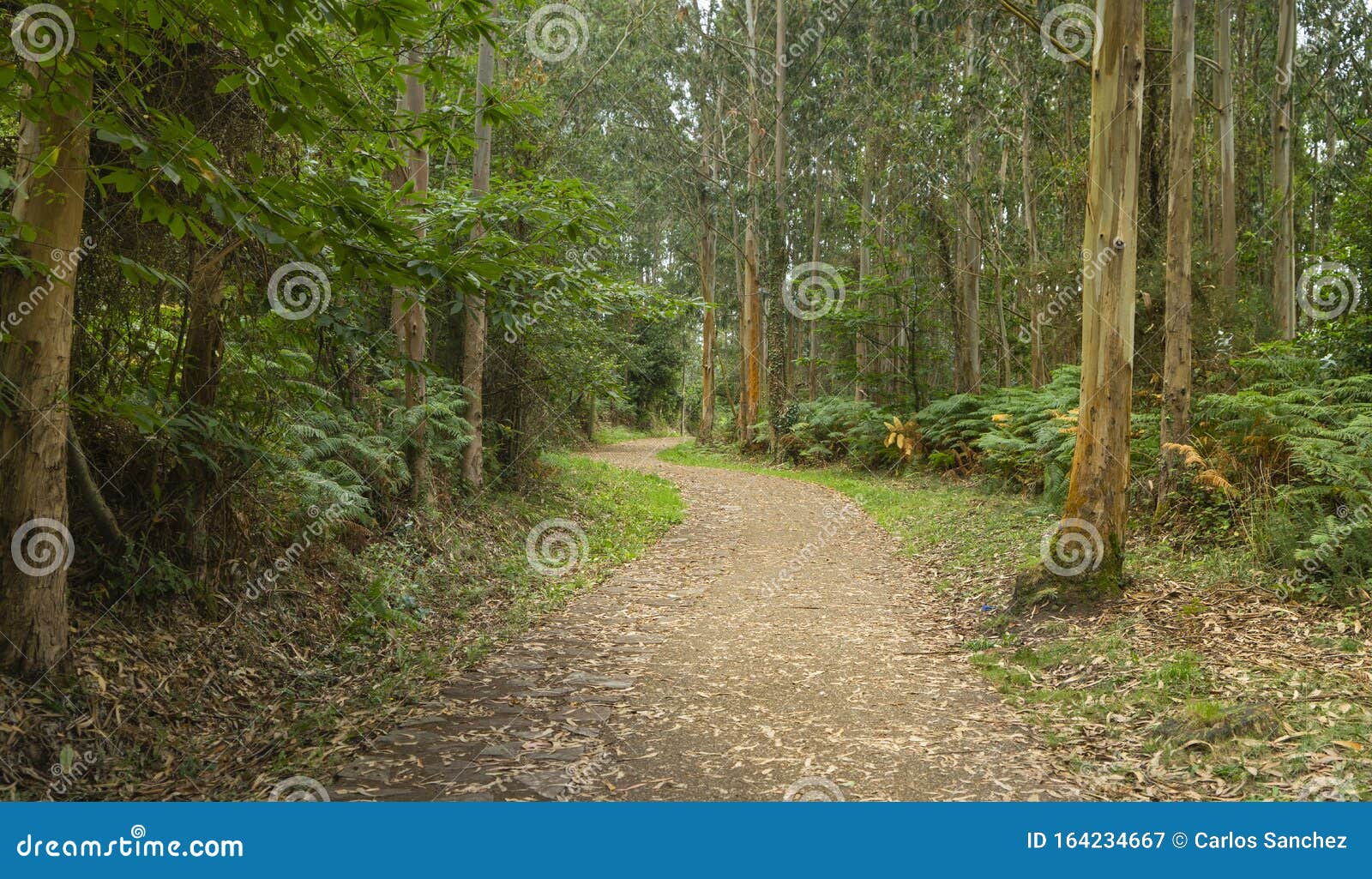 Quiet Path without People among Eucalyptus Trees Stock Image - Image of ...