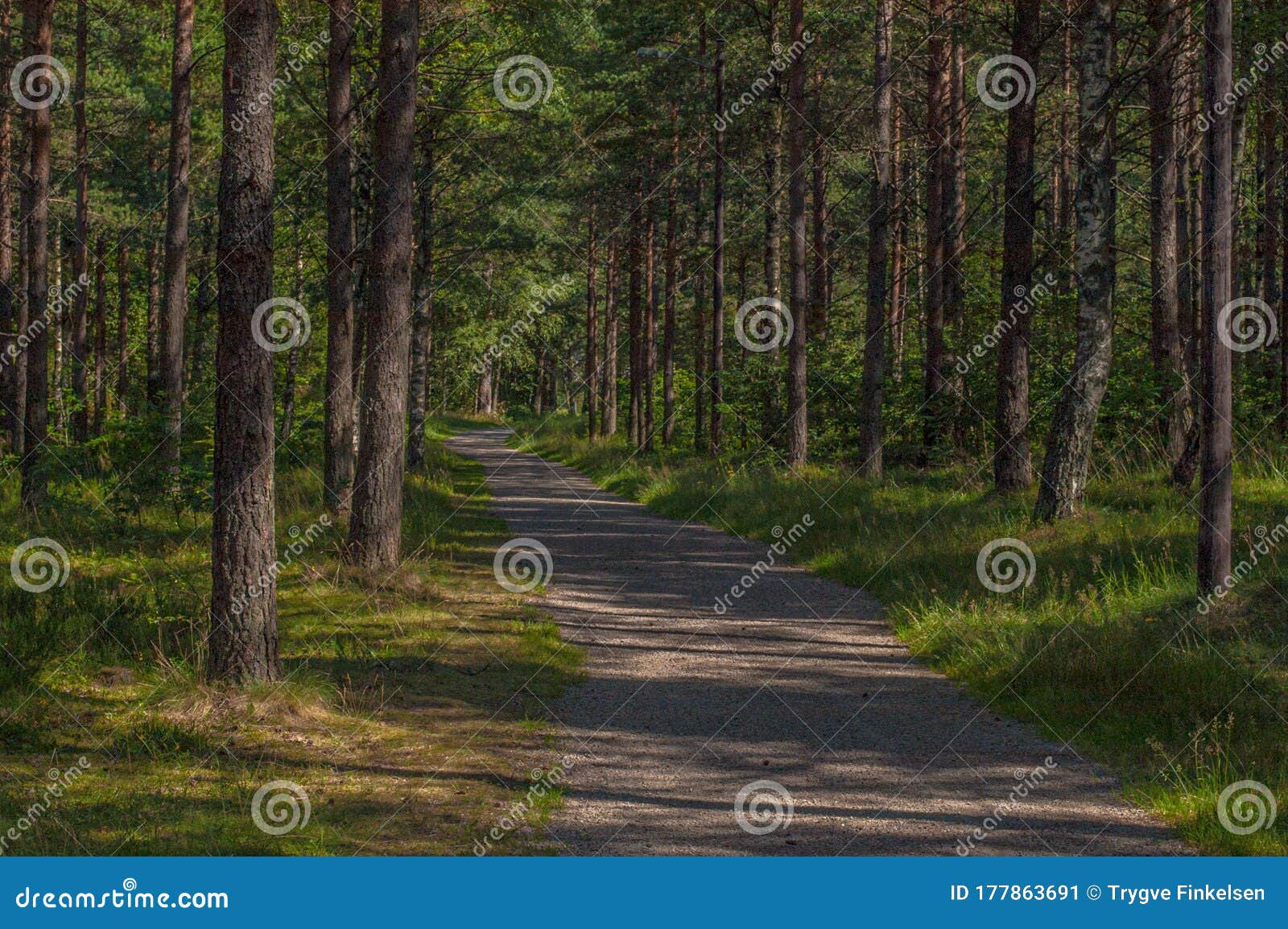 A Quiet Path Throug a Forest Park on a Sunny Day Stock Image - Image of ...