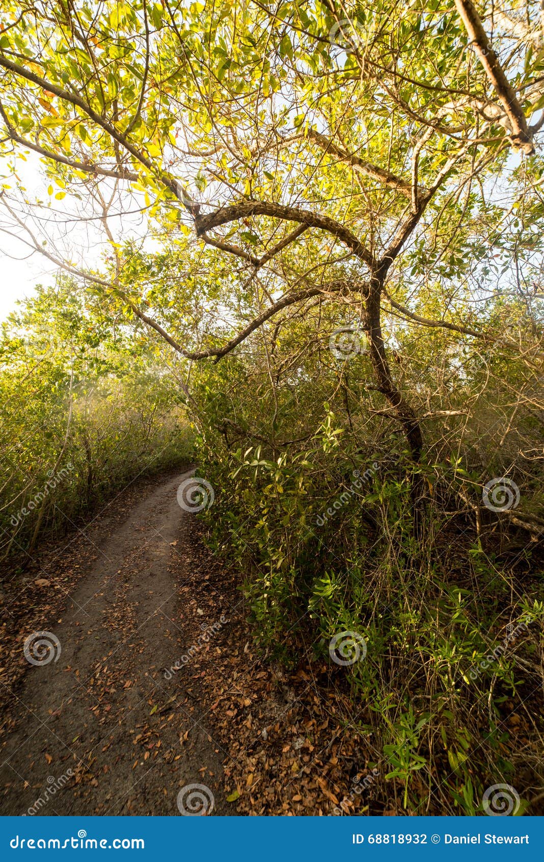 The Quiet Path stock photo. Image of secret, bushes, plants - 68818932