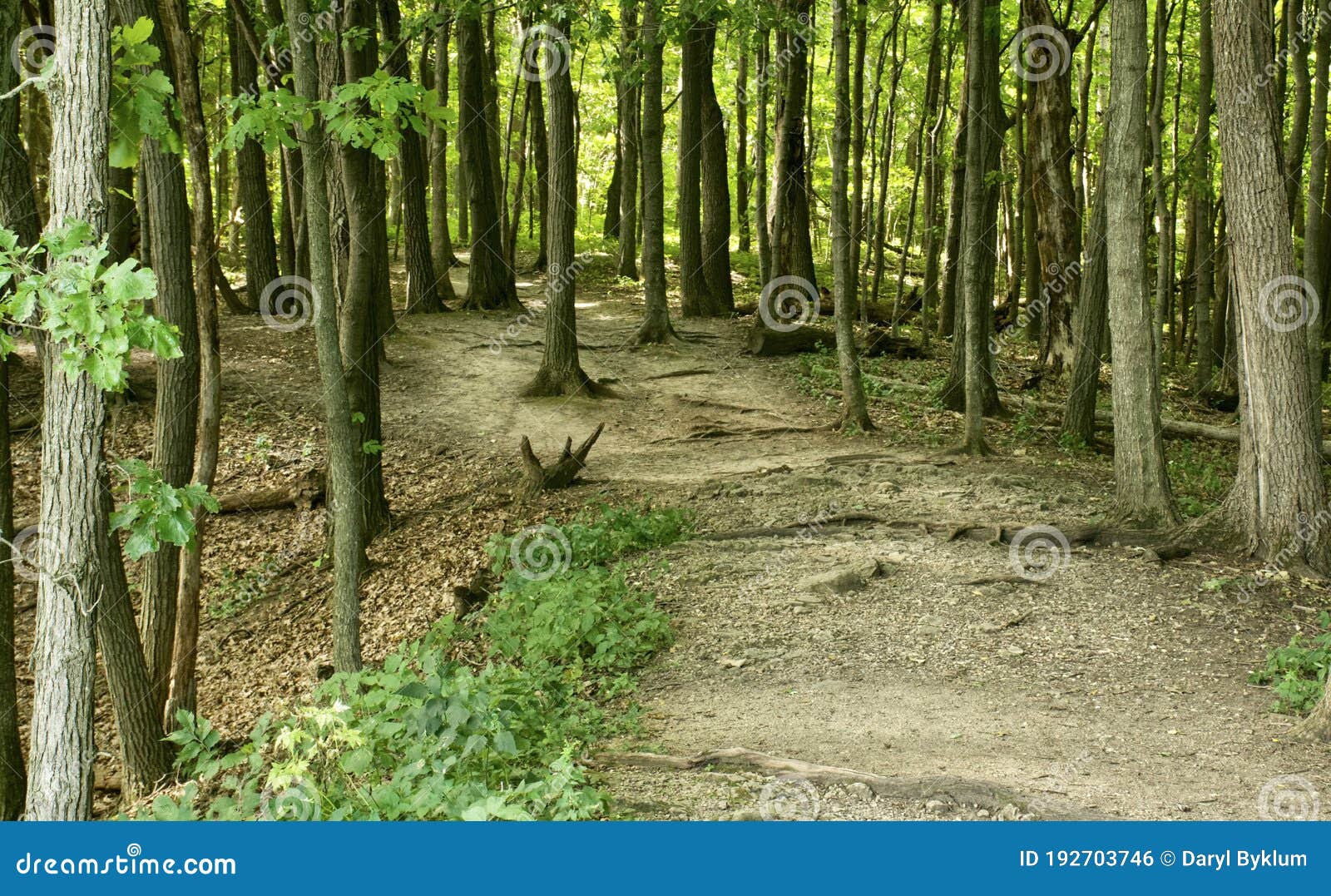 A Quiet Path in the Woods stock photo. Image of peaceful - 192703746