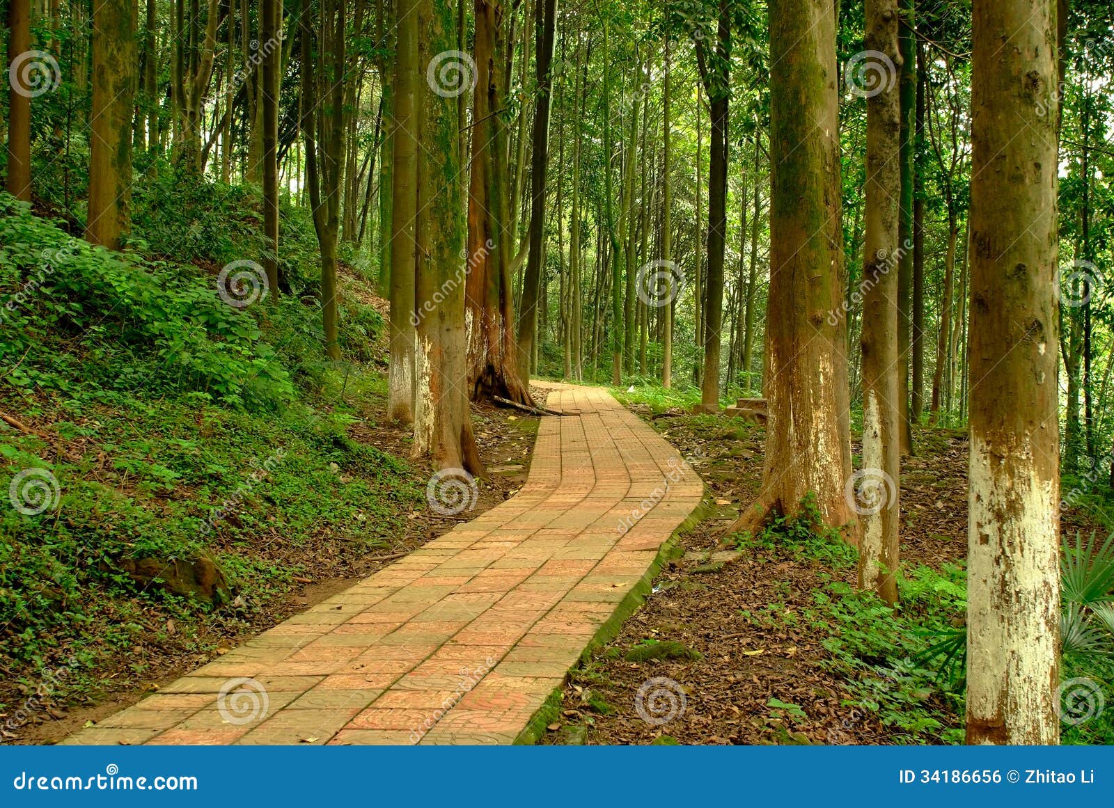 A quiet path in the woods stock photo. Image of forest - 34186656