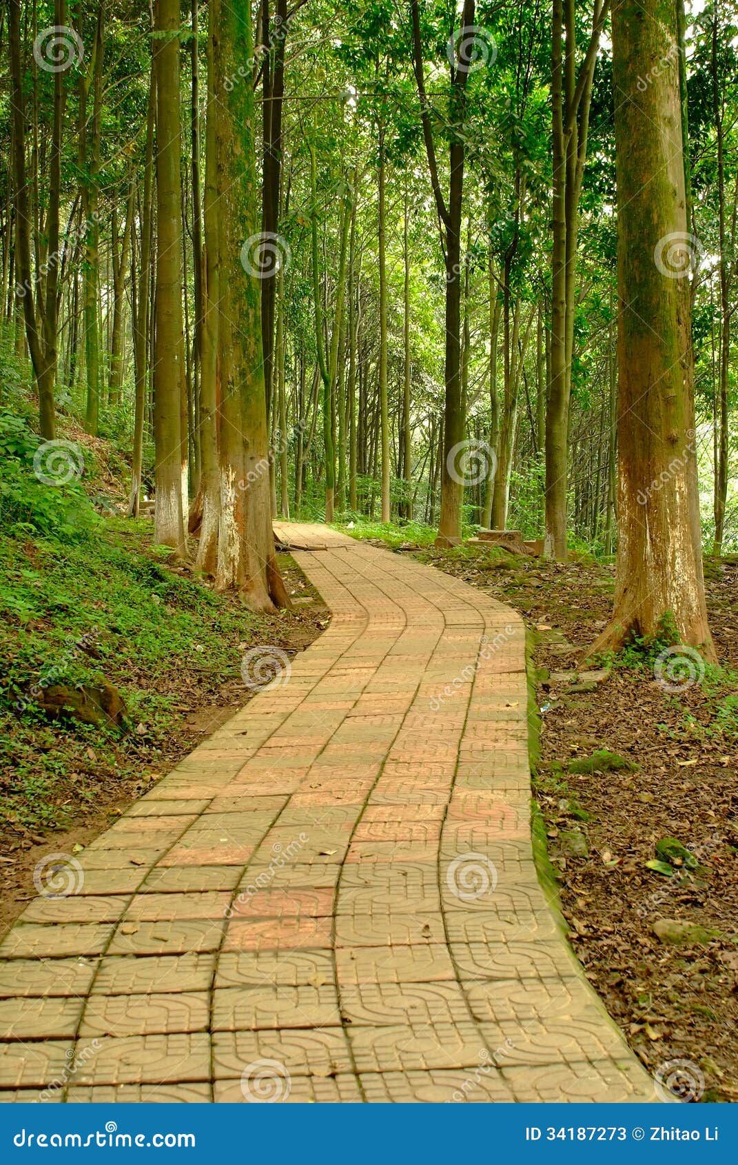 A quiet path in the woods stock image. Image of covered - 34187273