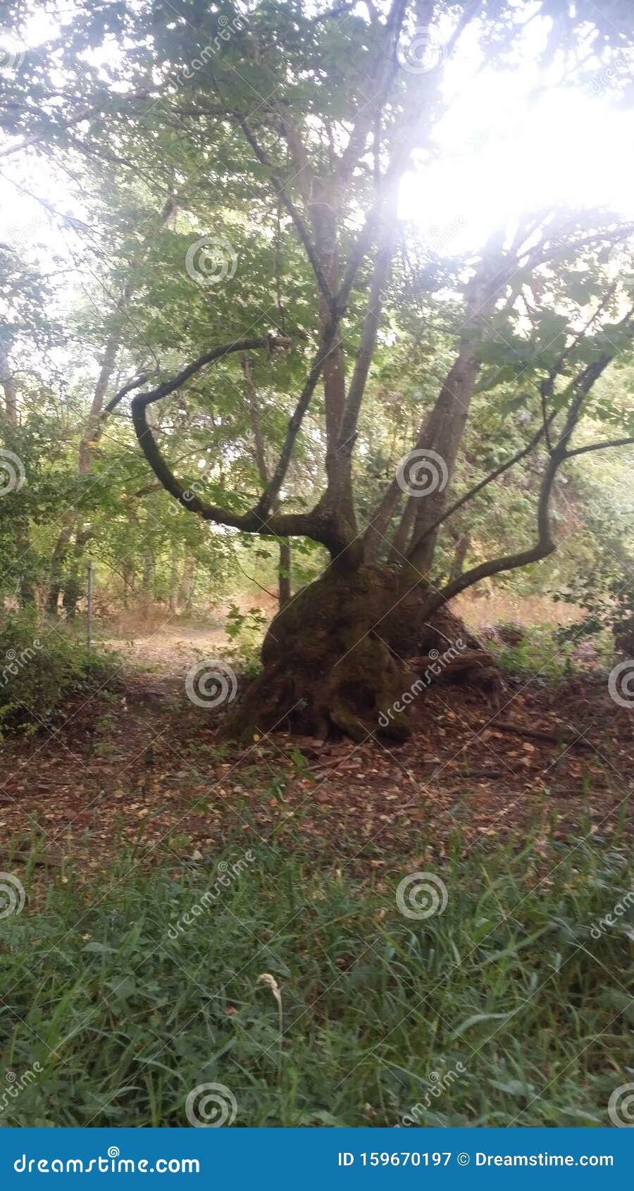 Quiet Peace upon a Lonely Stream at Dusk Stock Image - Image of stream ...