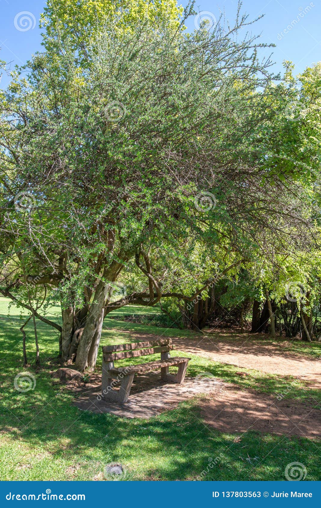 A Quiet and Peaceful Bench Under a Tree. Stock Image - Image of spring ...