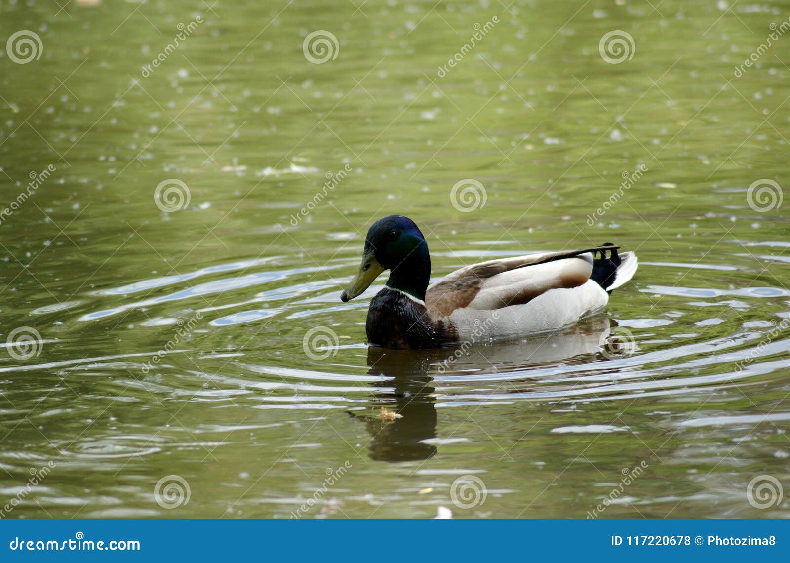 Quiet Pond. Calm Life of Wild Ducks Stock Photo - Image of quiet, calm ...